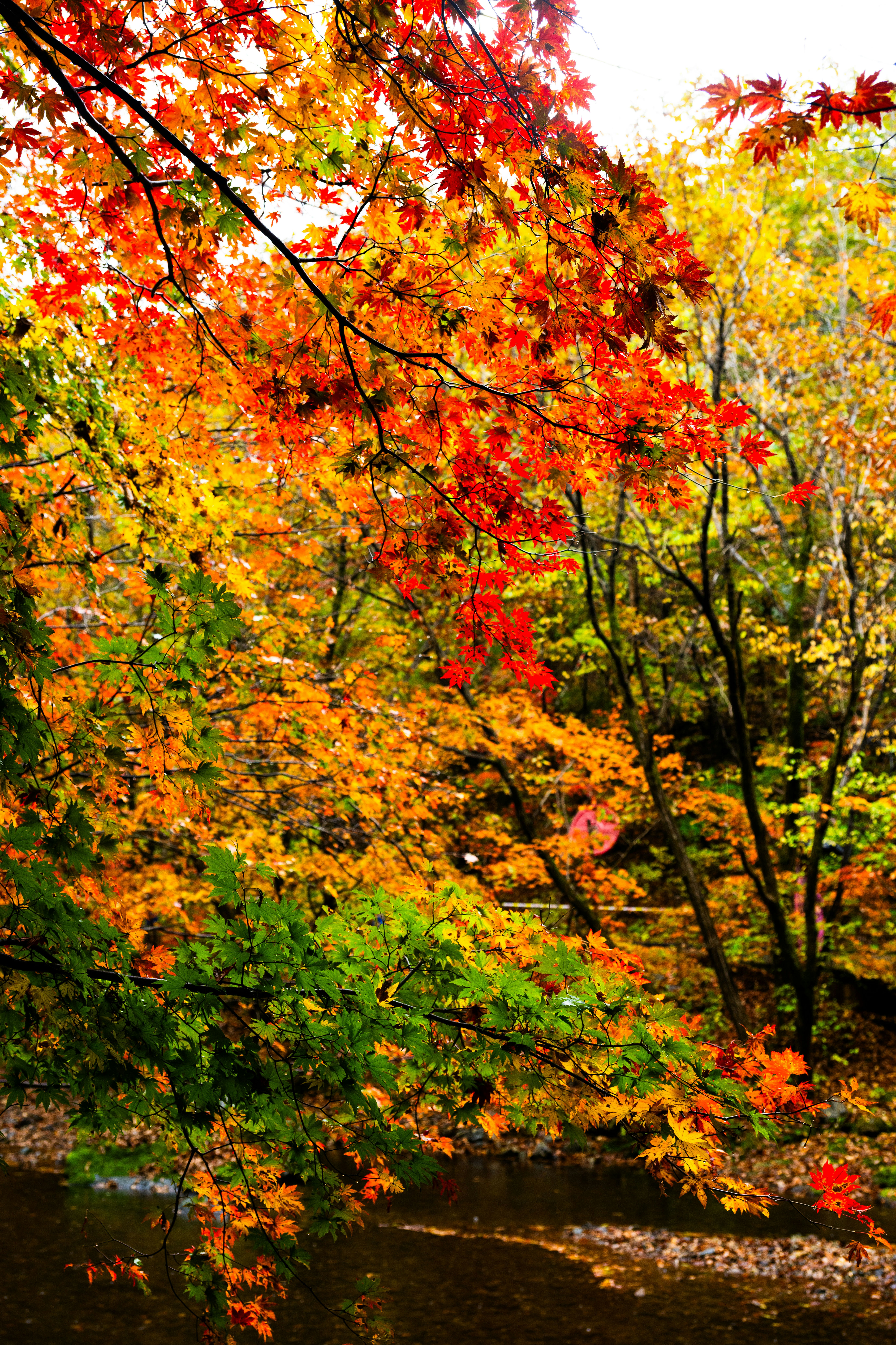 Autumn's Palette: A Tapestry of Color