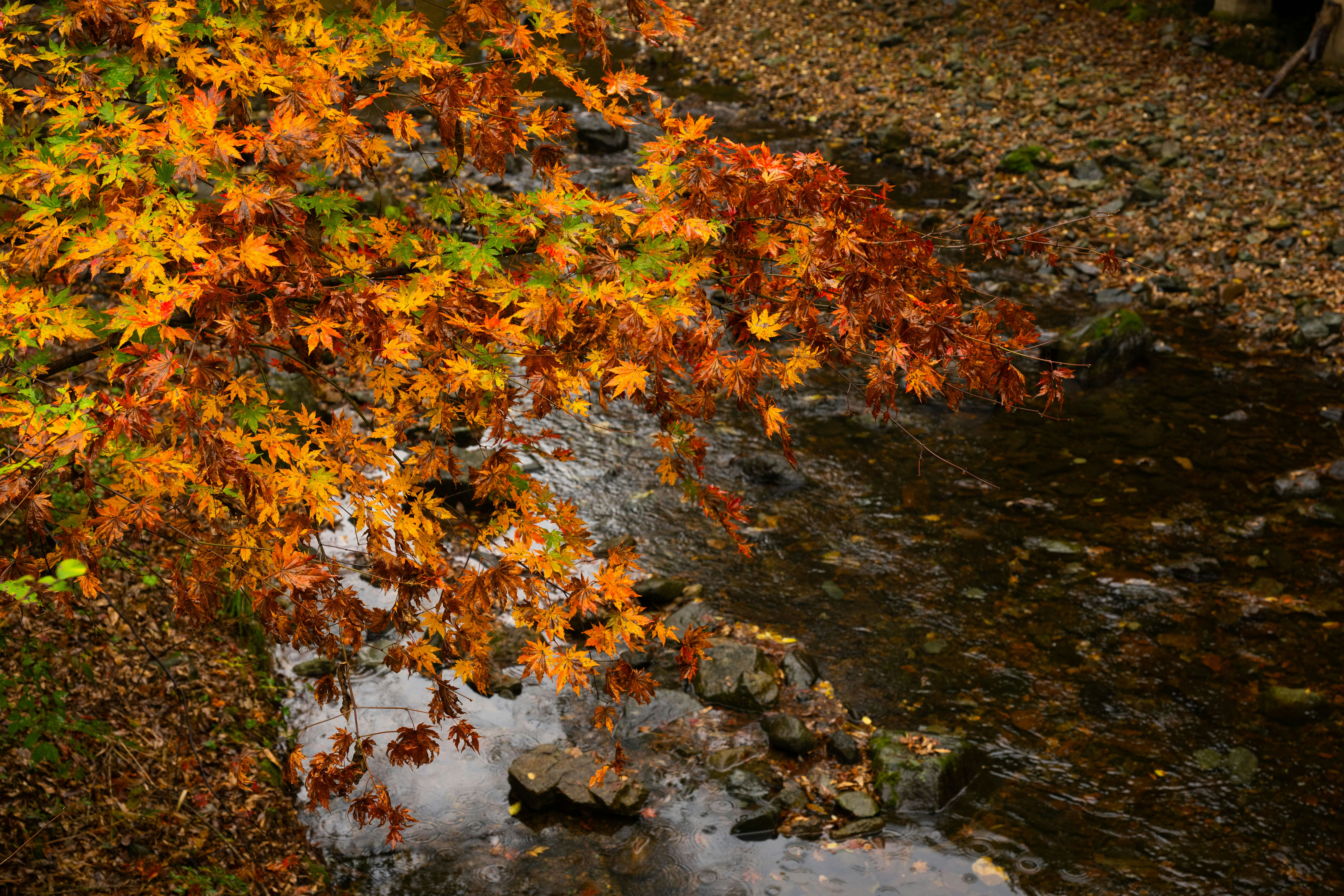 Vibrant orange and yellow leaves cascade over a serene stream, reflecting the rich hues of fall. The gentle flow of water complements the seasonal palette.