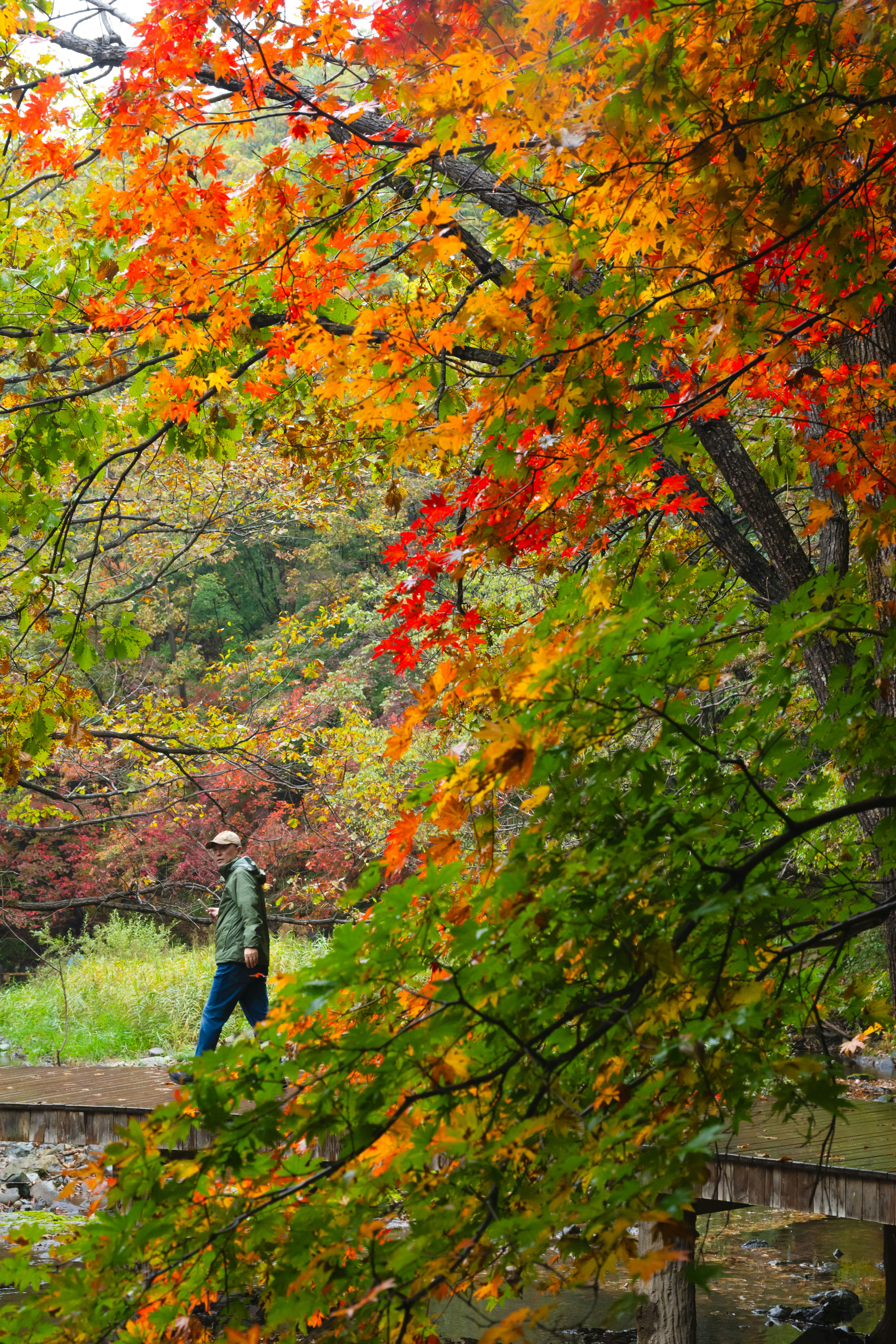 Autumn Stroll Through Nature's Palette