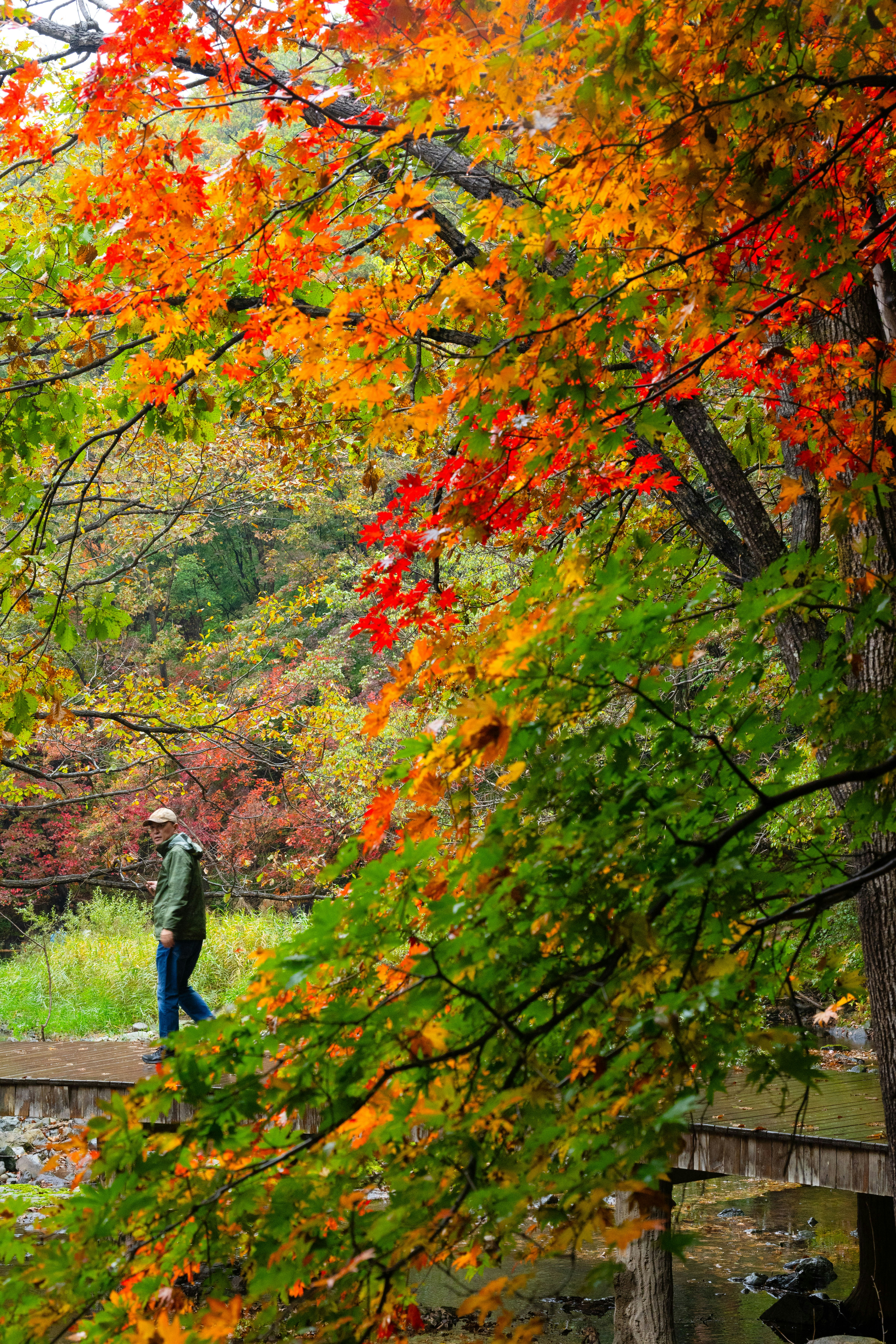 Photo by Victoria Wang with Nikon Z8