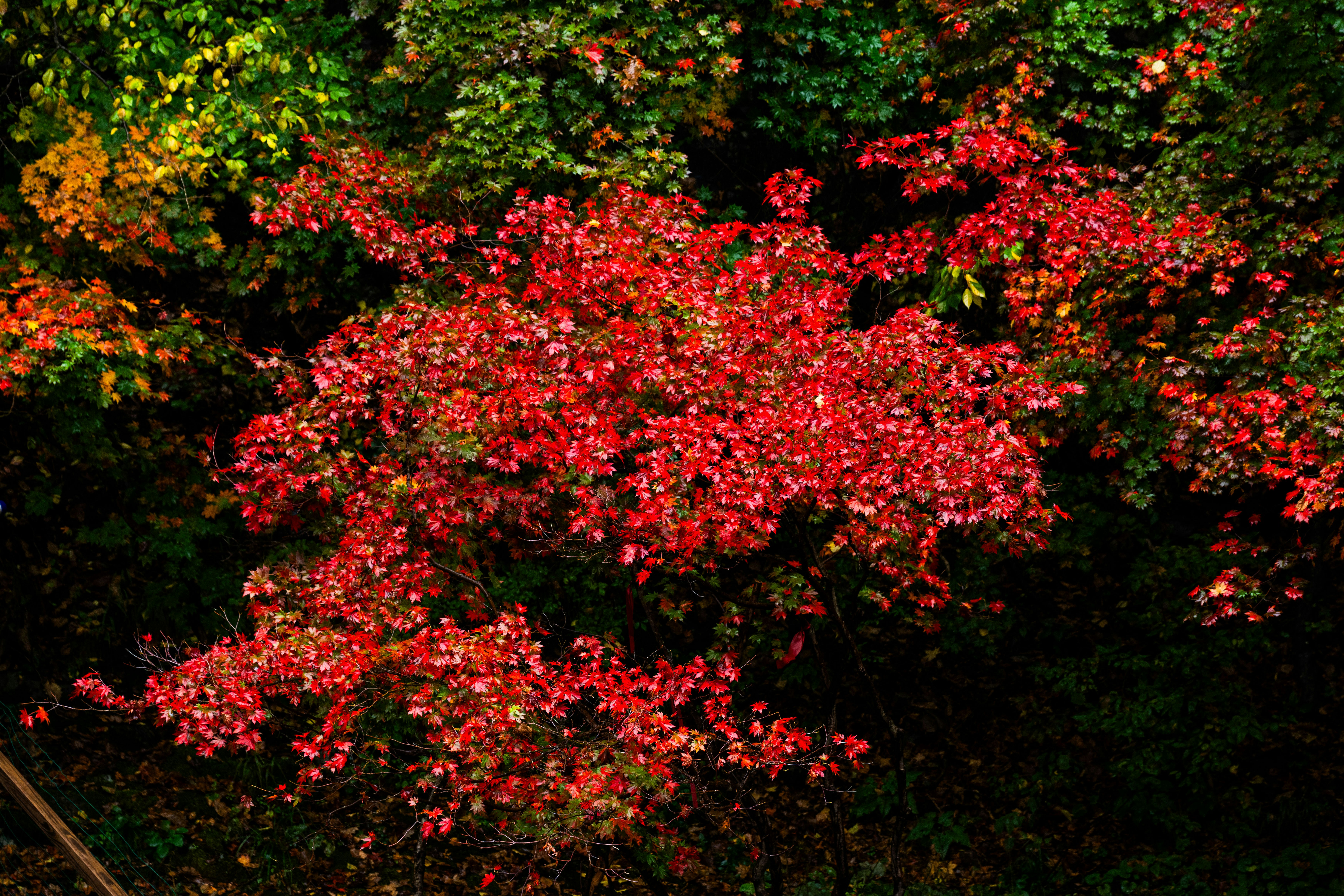 Vibrant red leaves on a tree in autumn