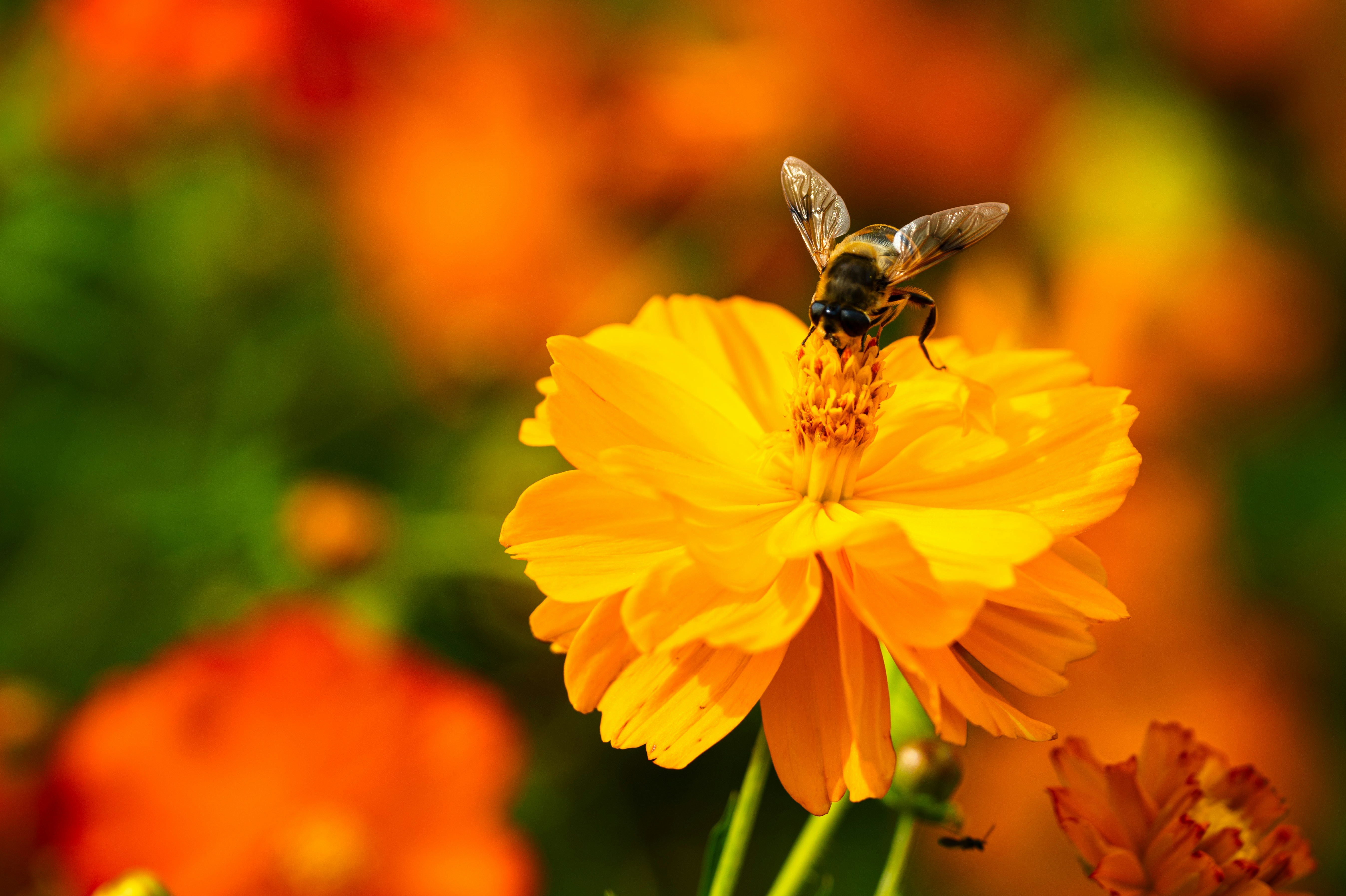 A bee collects nectar from a vibrant yellow flower.