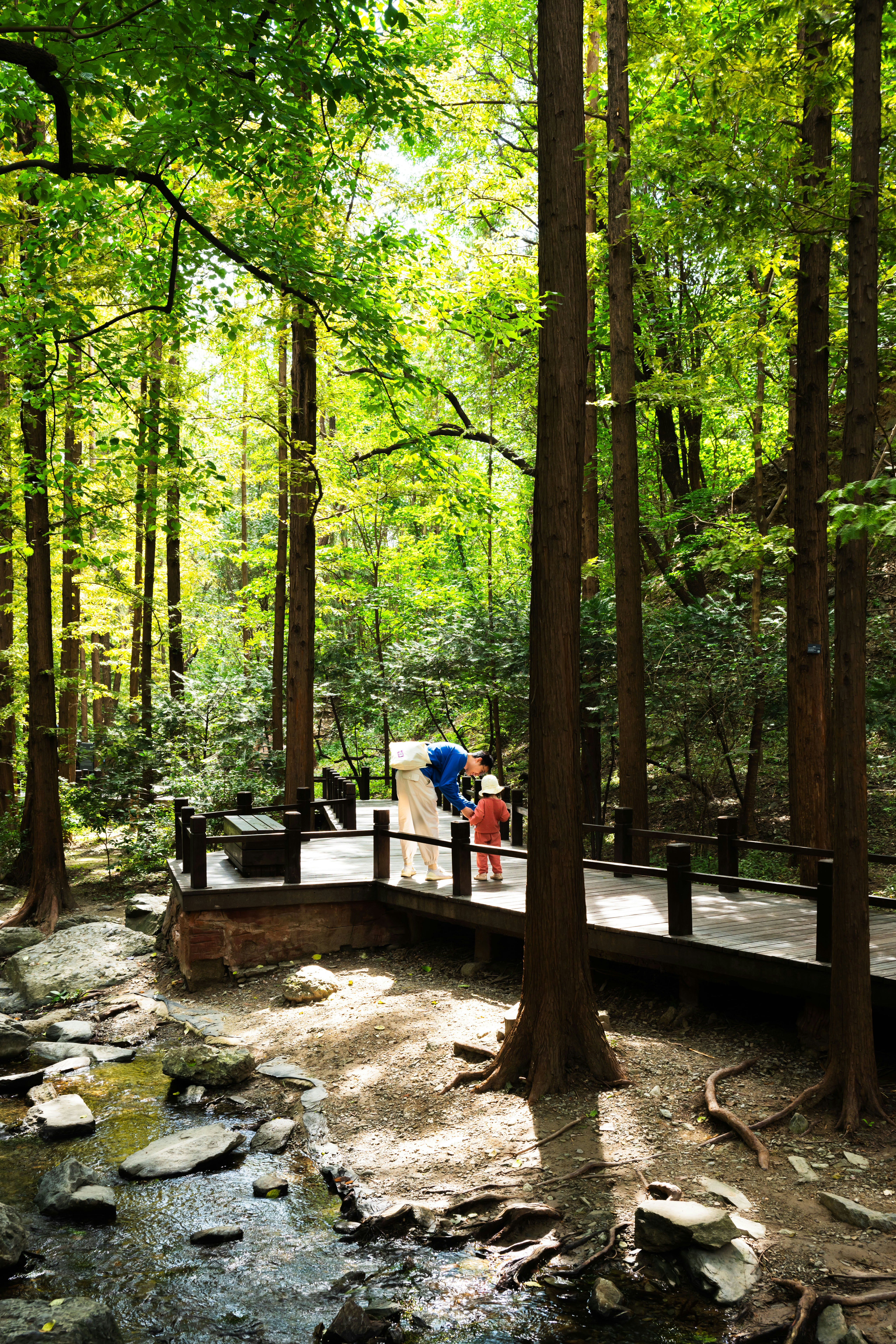 Harmony in Nature: A Serene Moment on the Forest Deck