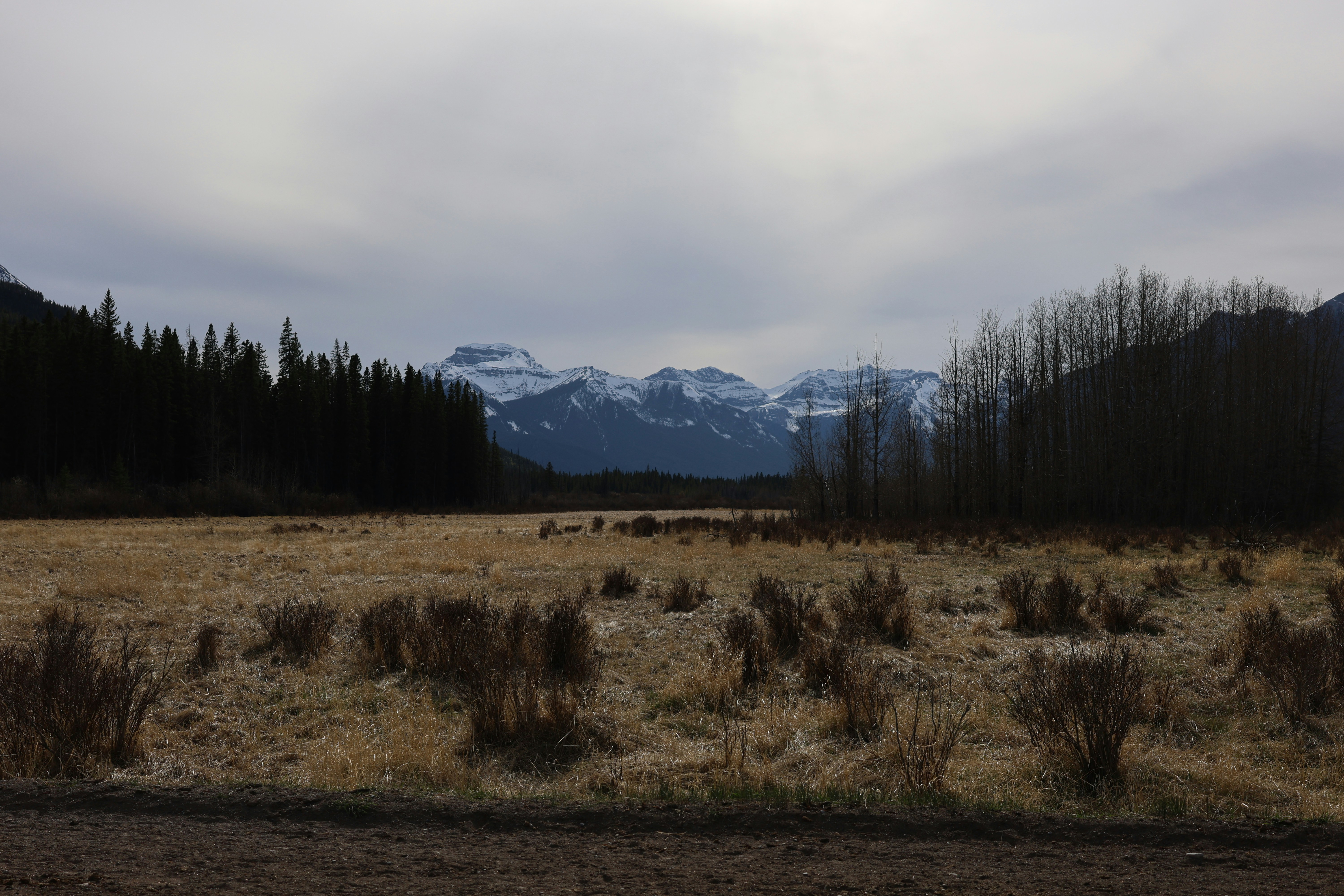 Expansive meadow with dry grasses and scattered shrubs, framed by distant snow-capped mountains under a moody sky.