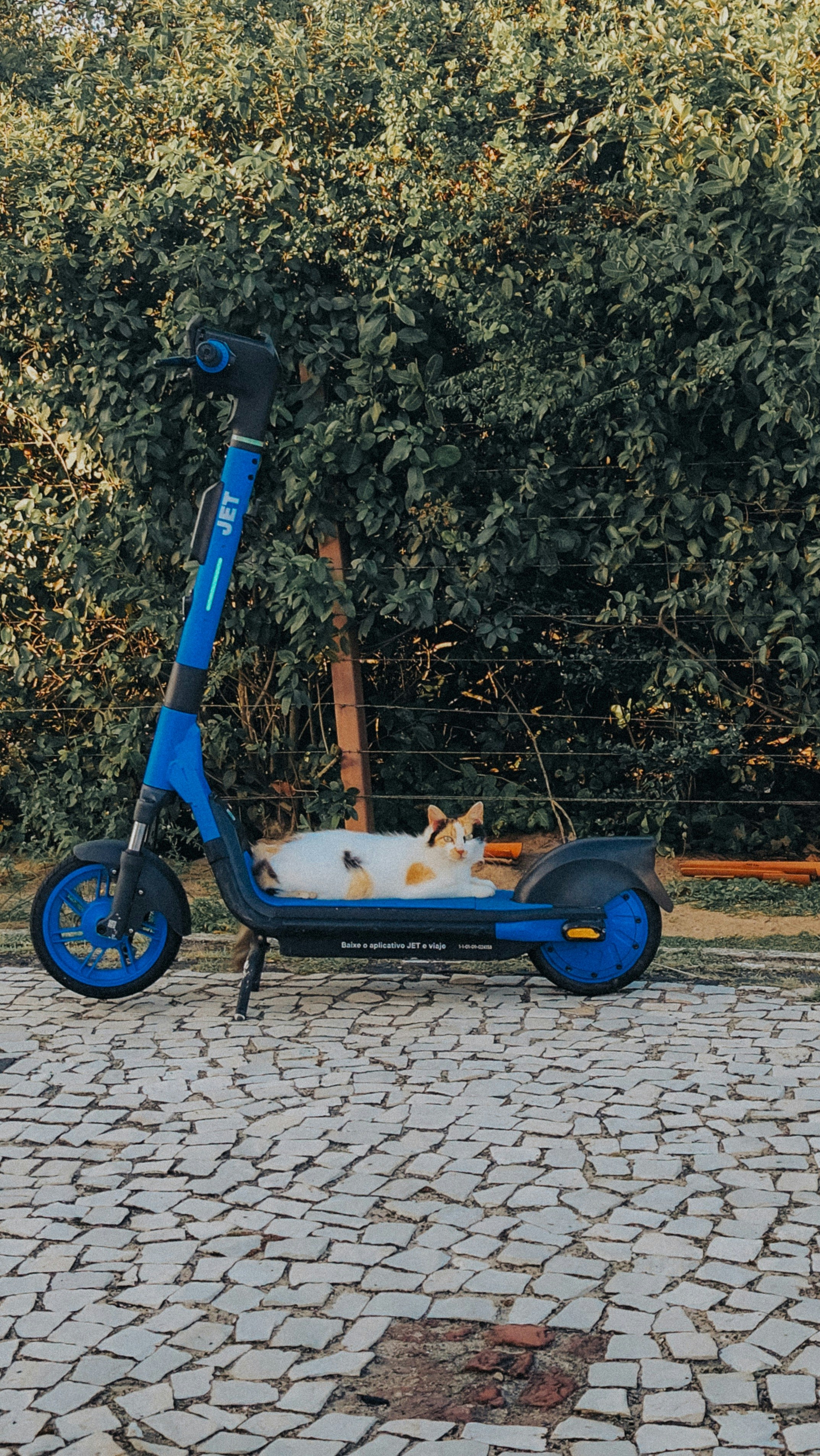 Chill Vibes on Wheels