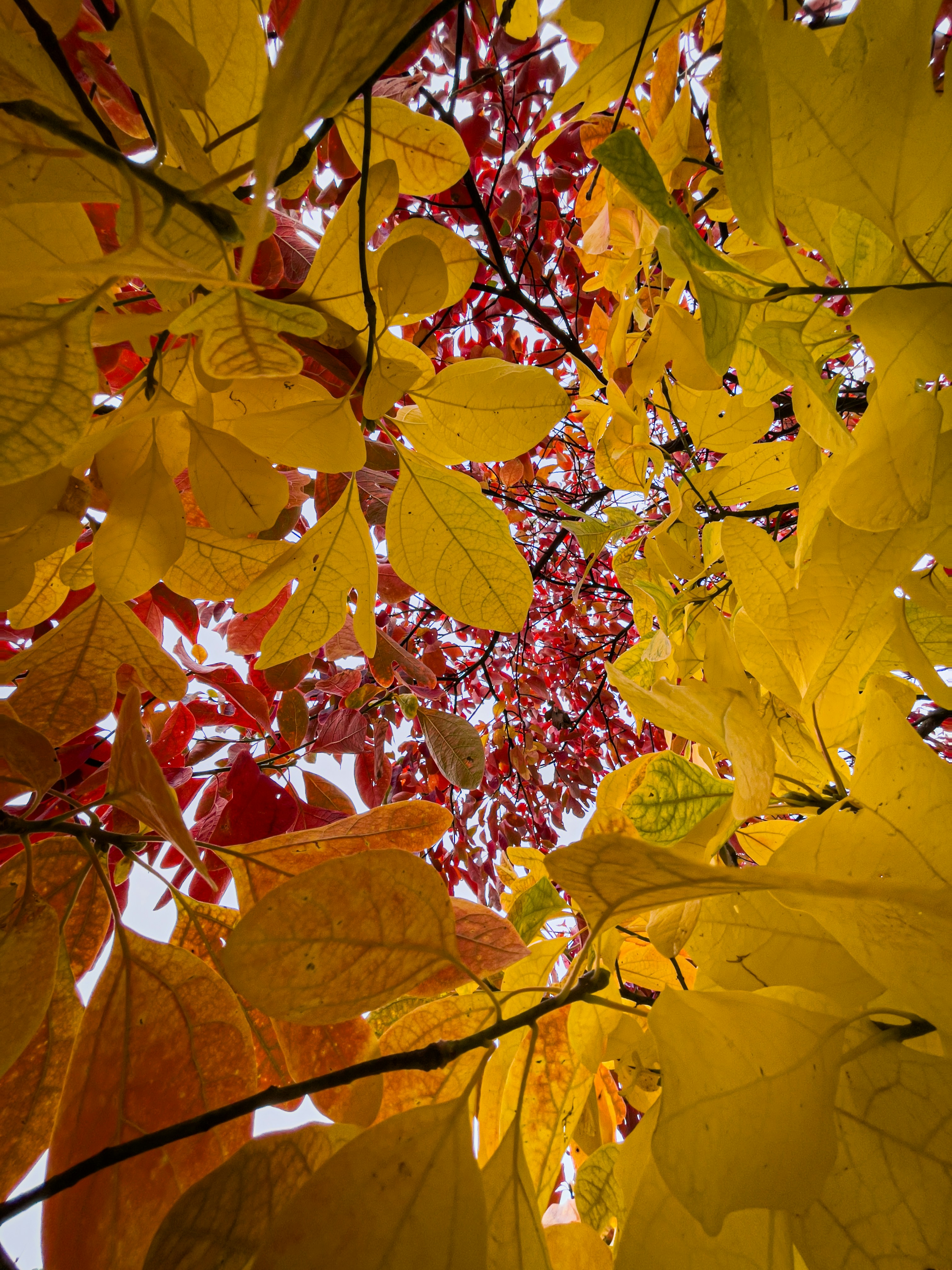 Canopy of Autumn's Palette