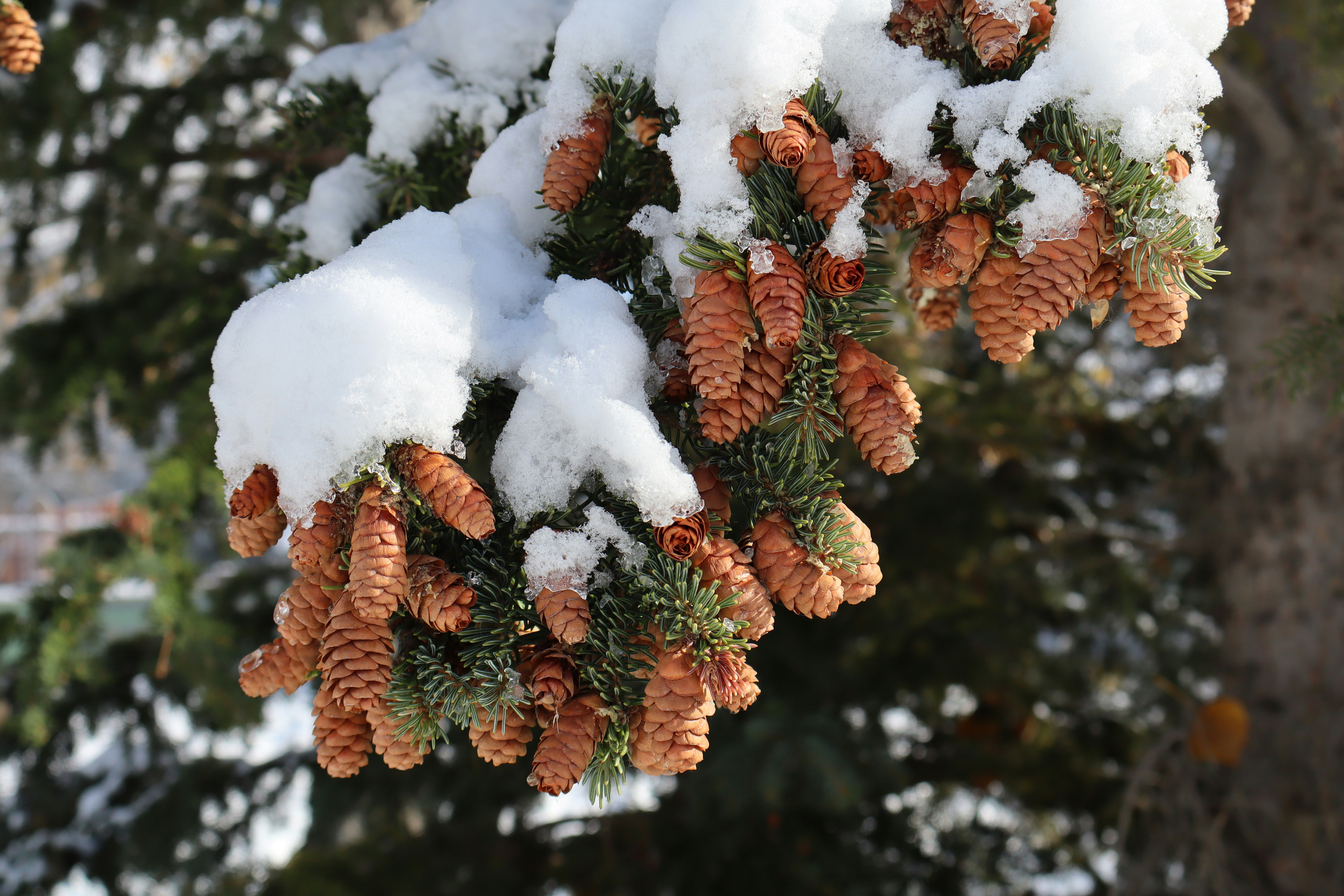 Nature's Winter Adornment: A Pinecone Display