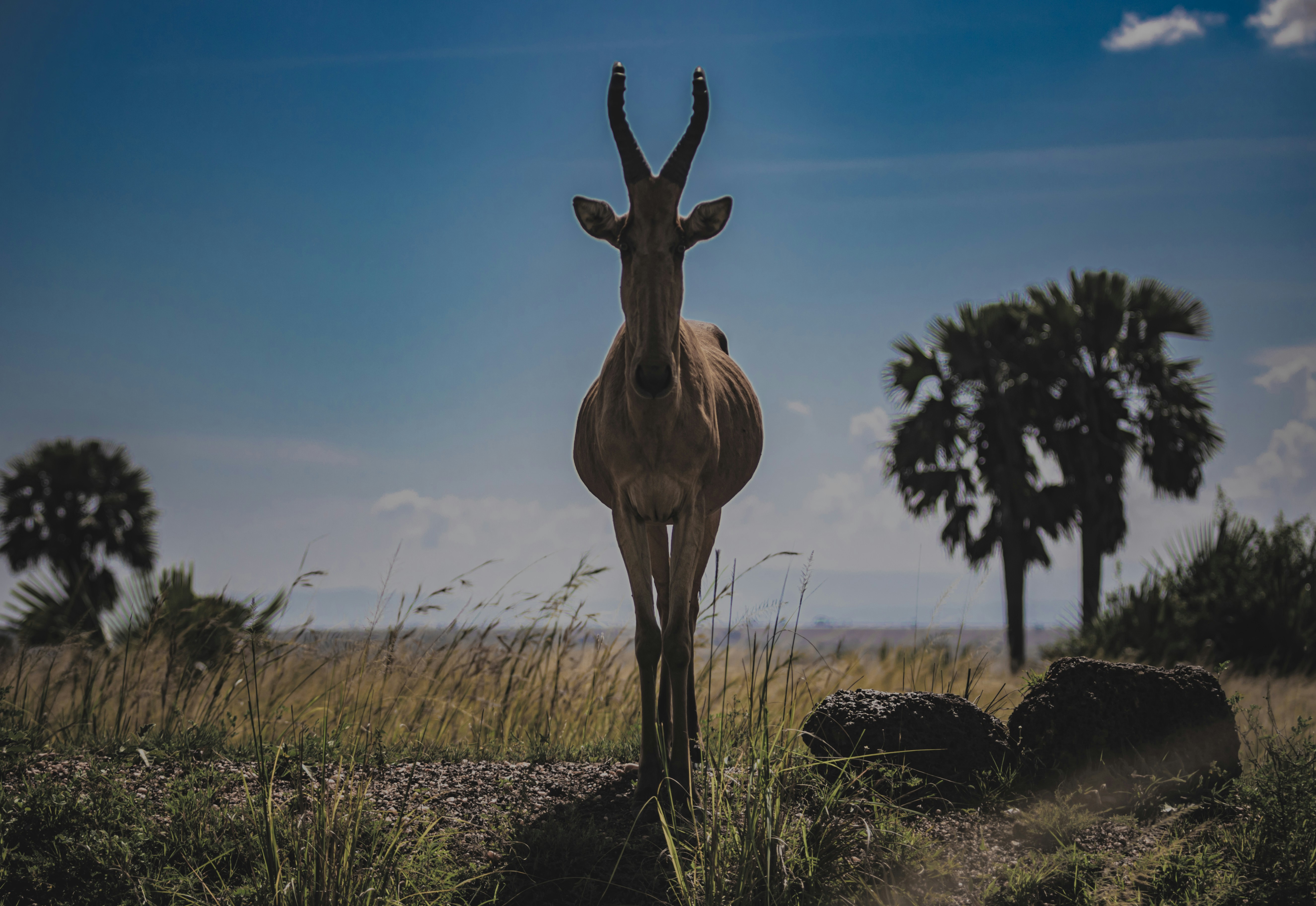 The Stalwart Sentinel of the Savanna