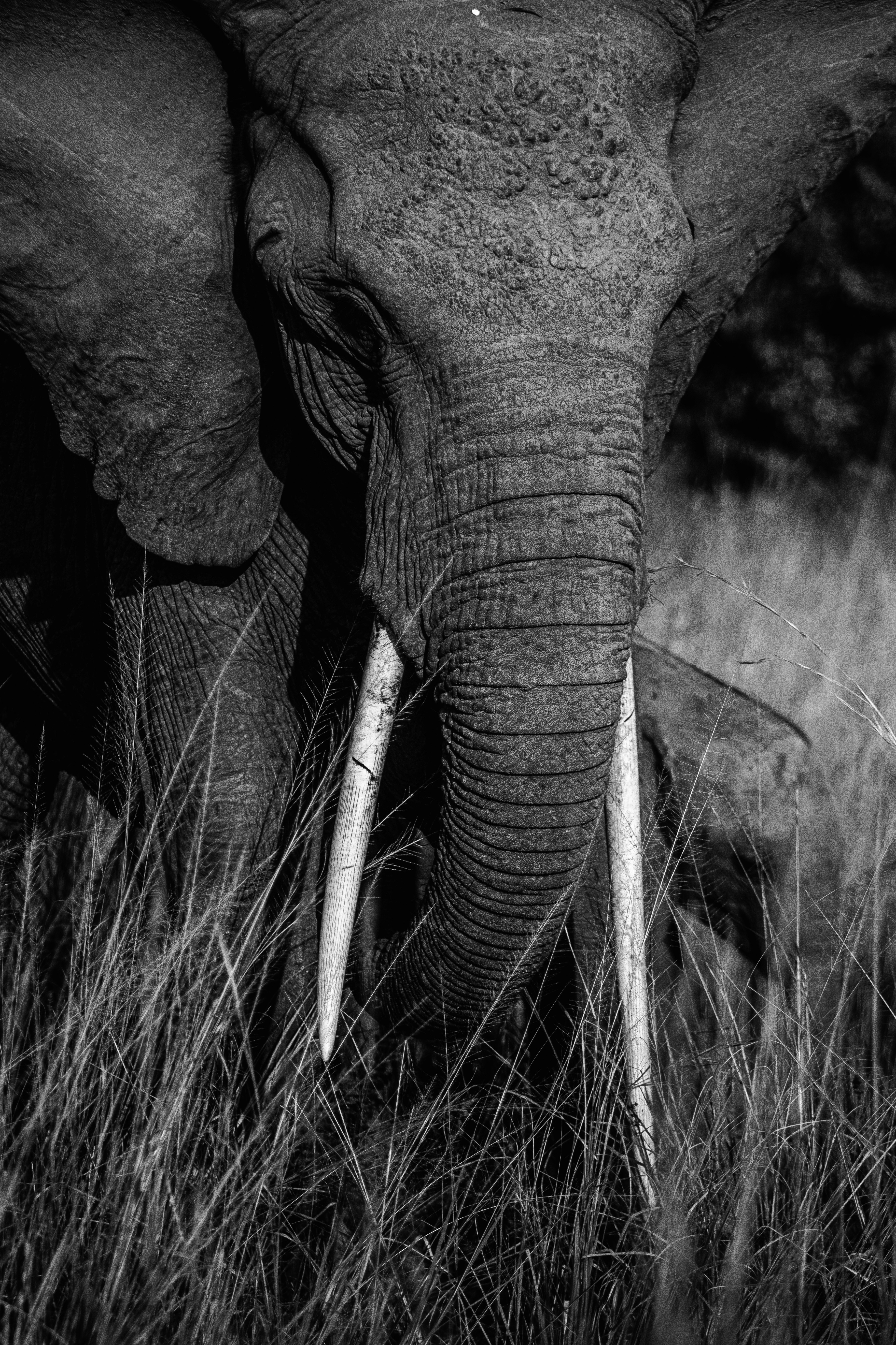 Majestic Presence: The Elephant's Gaze