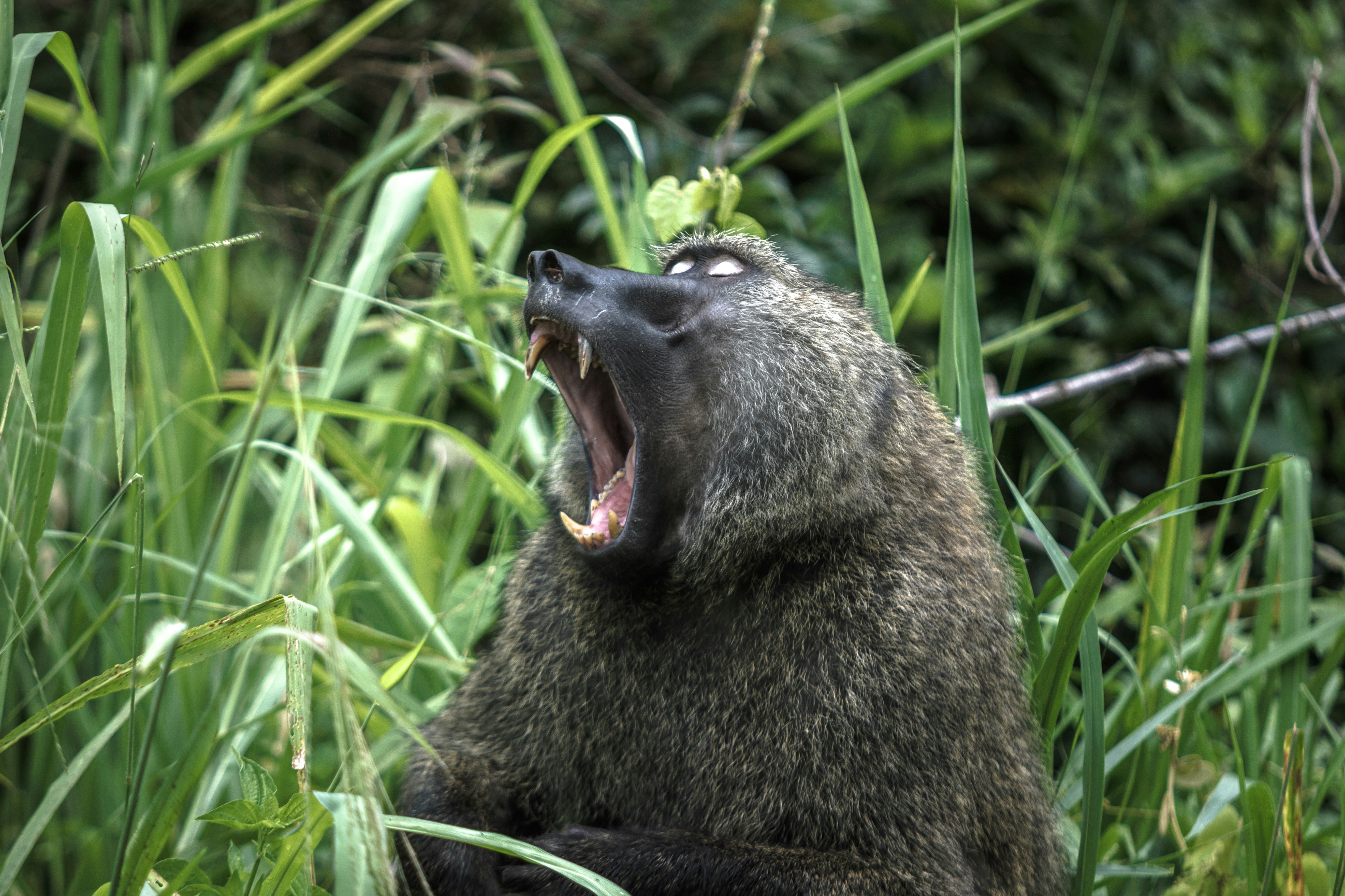 A baboon yawning | A baboon yawns widely in tall green grass.