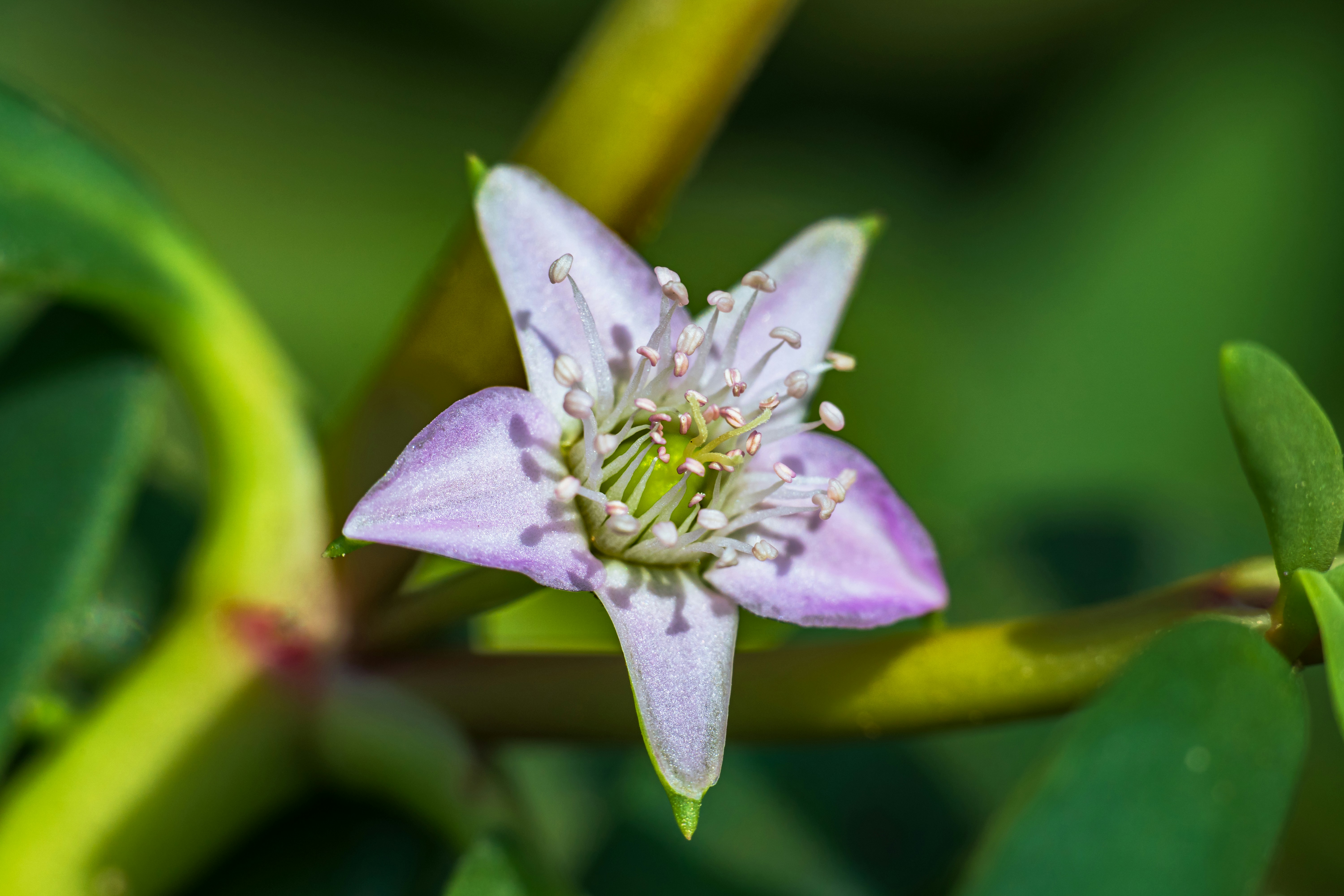 A delicate purple flower with five petals.
