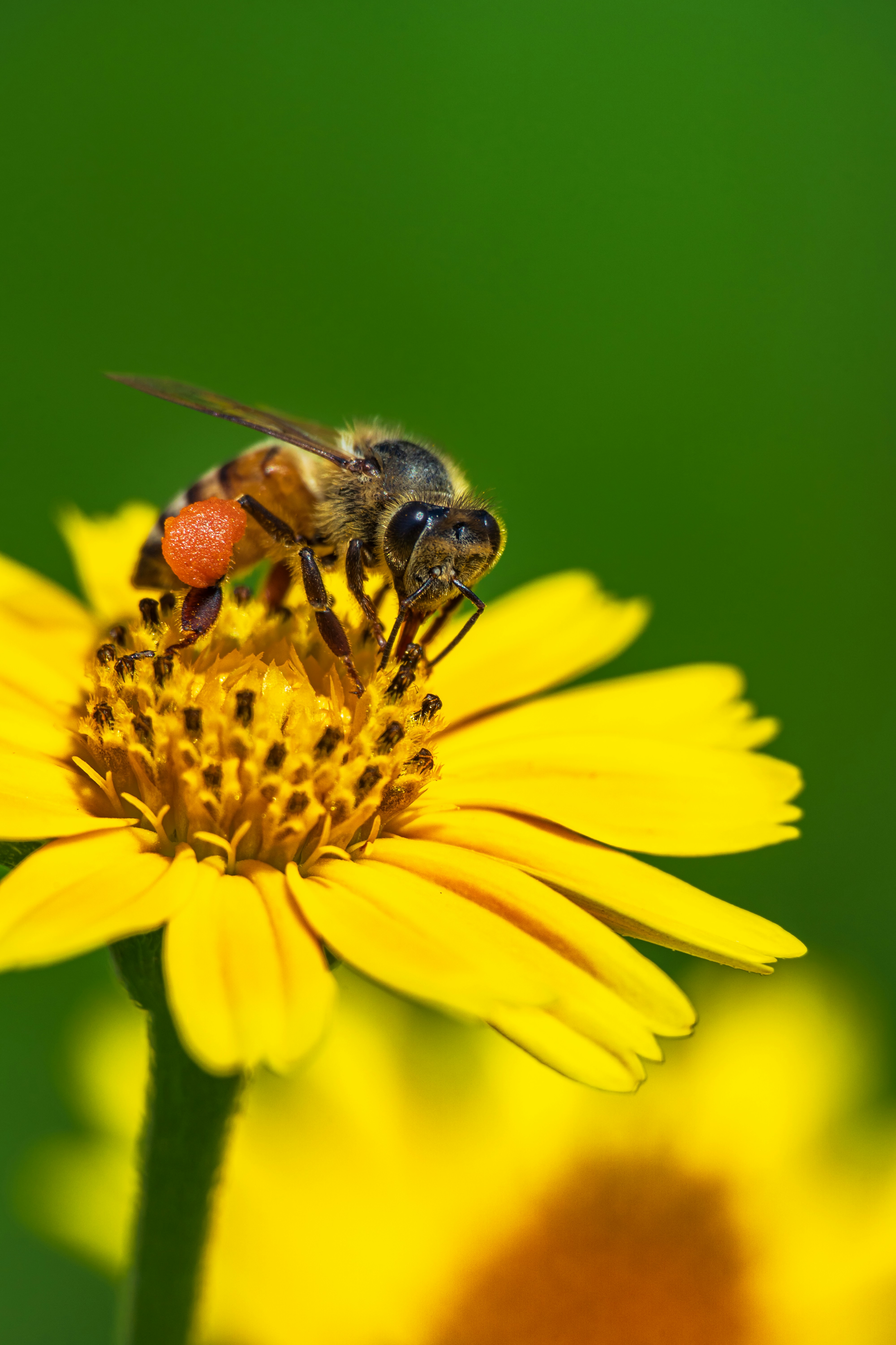 Honeybee collecting pollen from vibrant yellow flower, showcasing the intricate details of nature's pollination process.