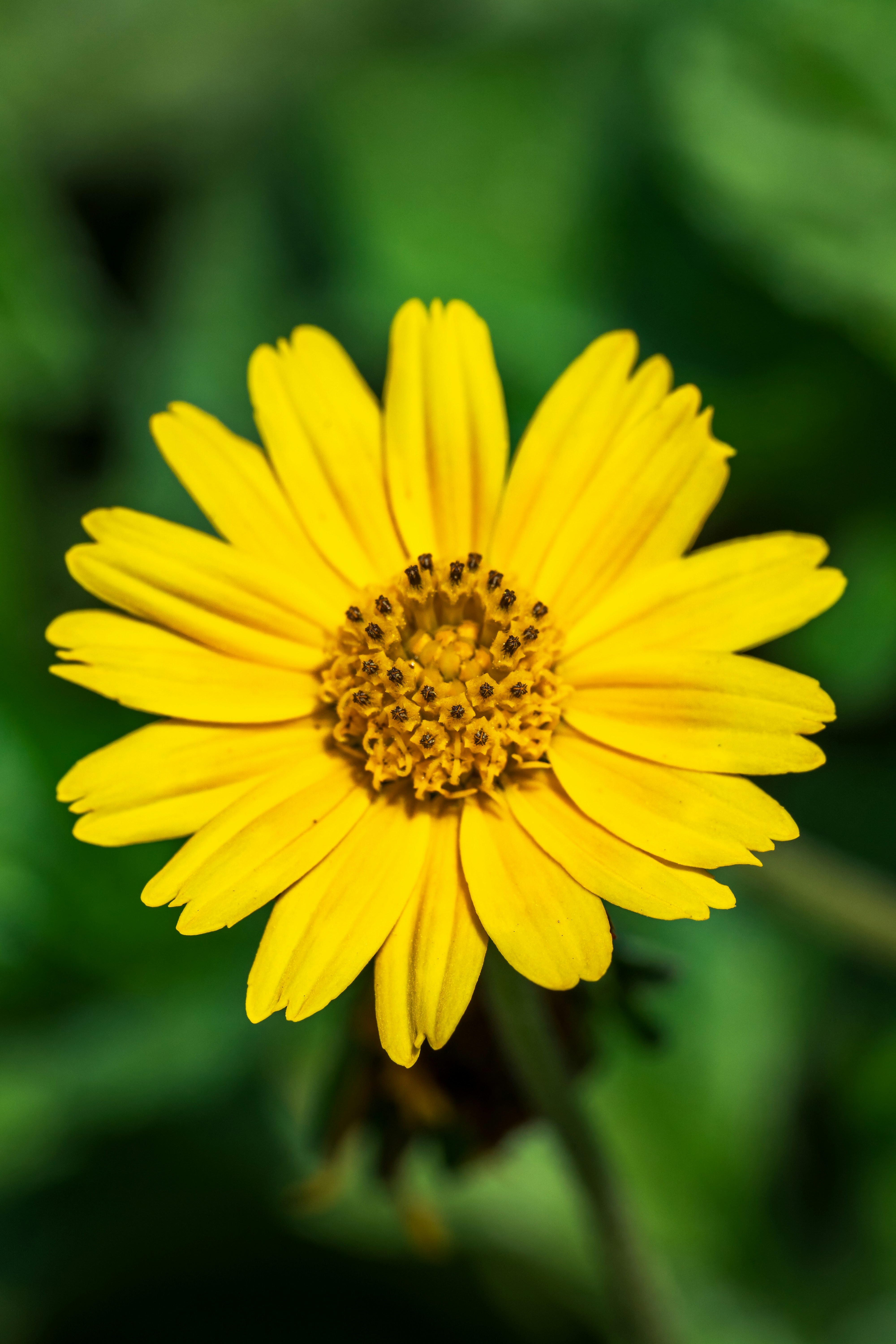 A bright yellow daisy-like flower with green foliage.
