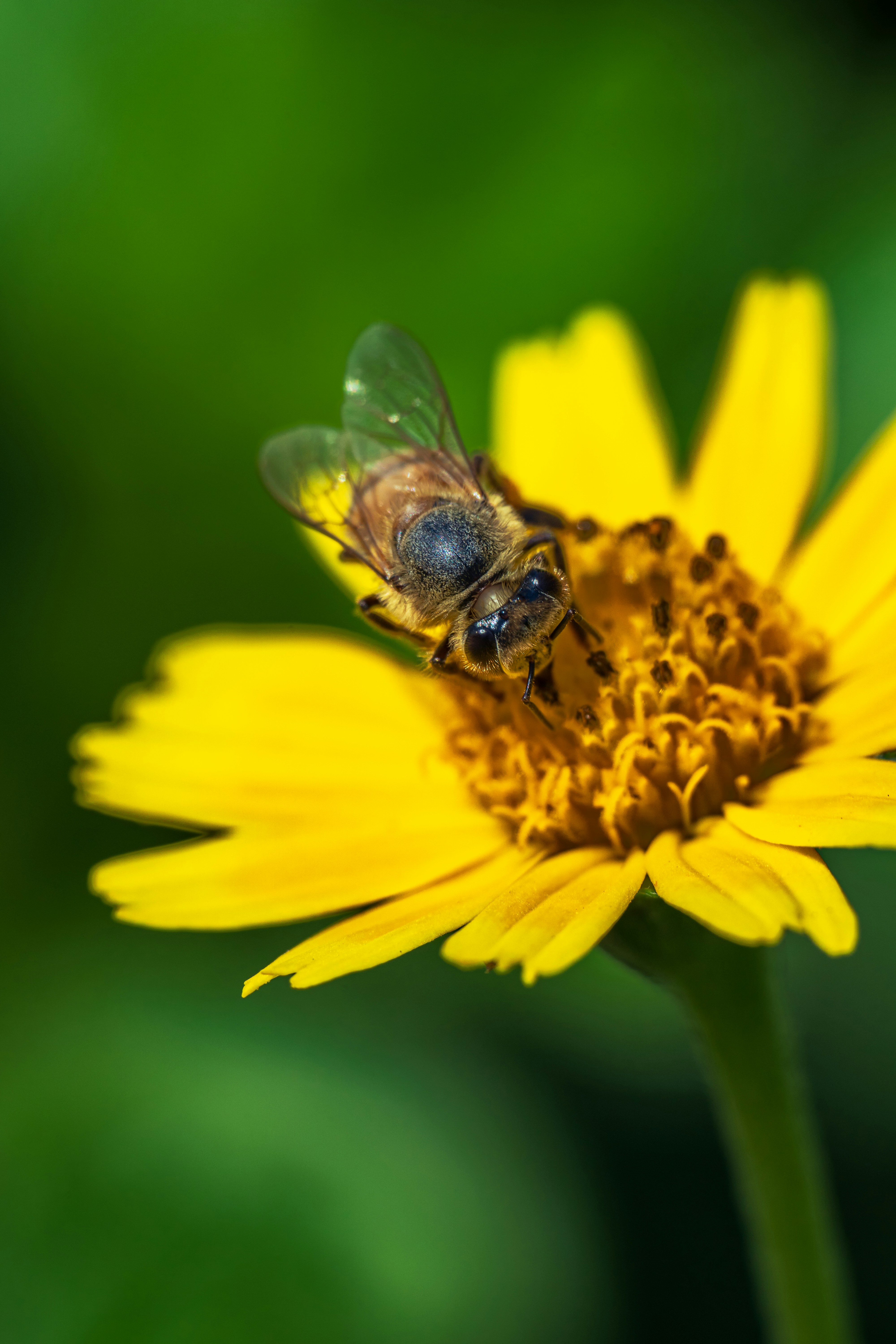 A bee on a yellow flower