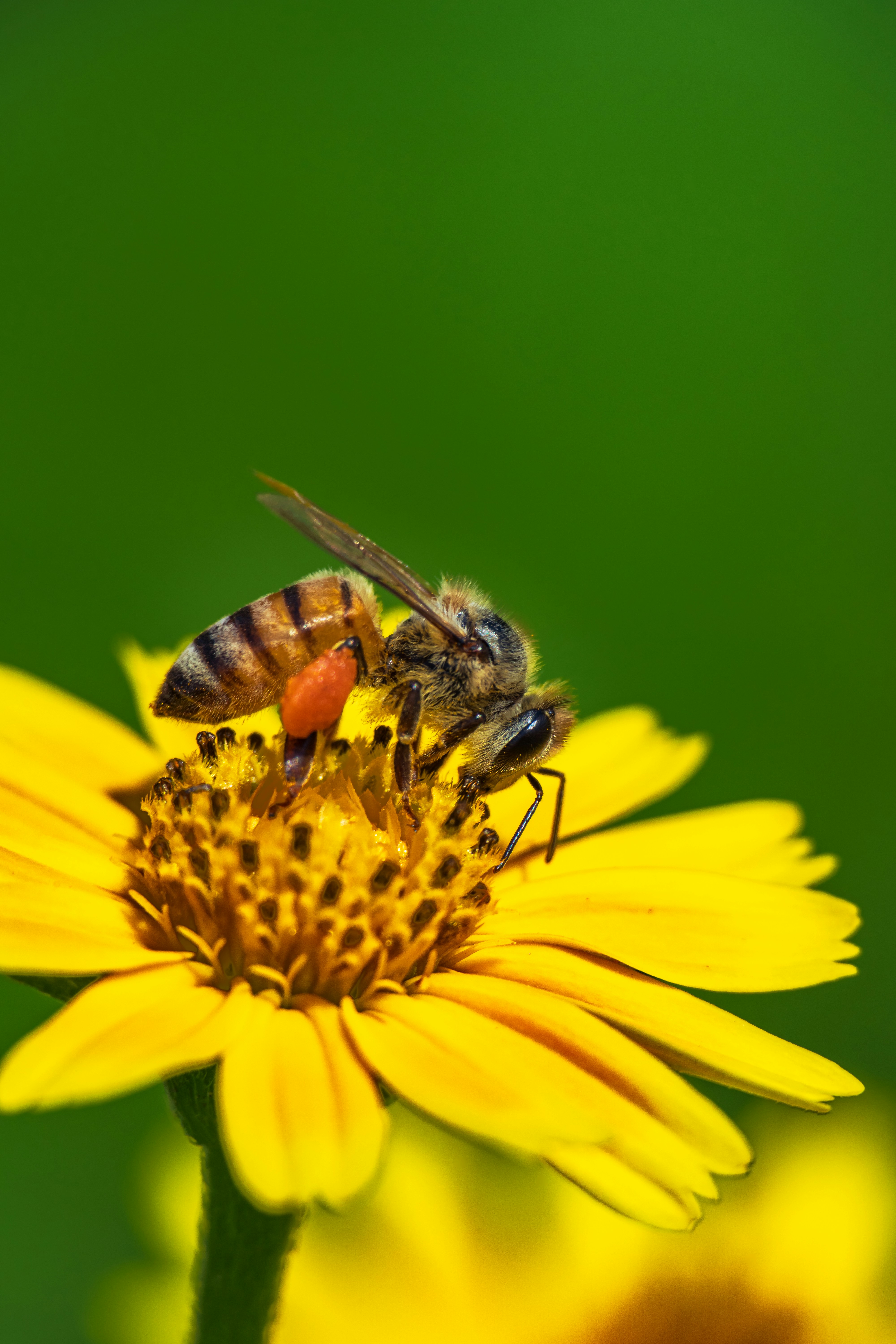 Honeybee collecting pollen from vibrant yellow flower under a clear blue sky.