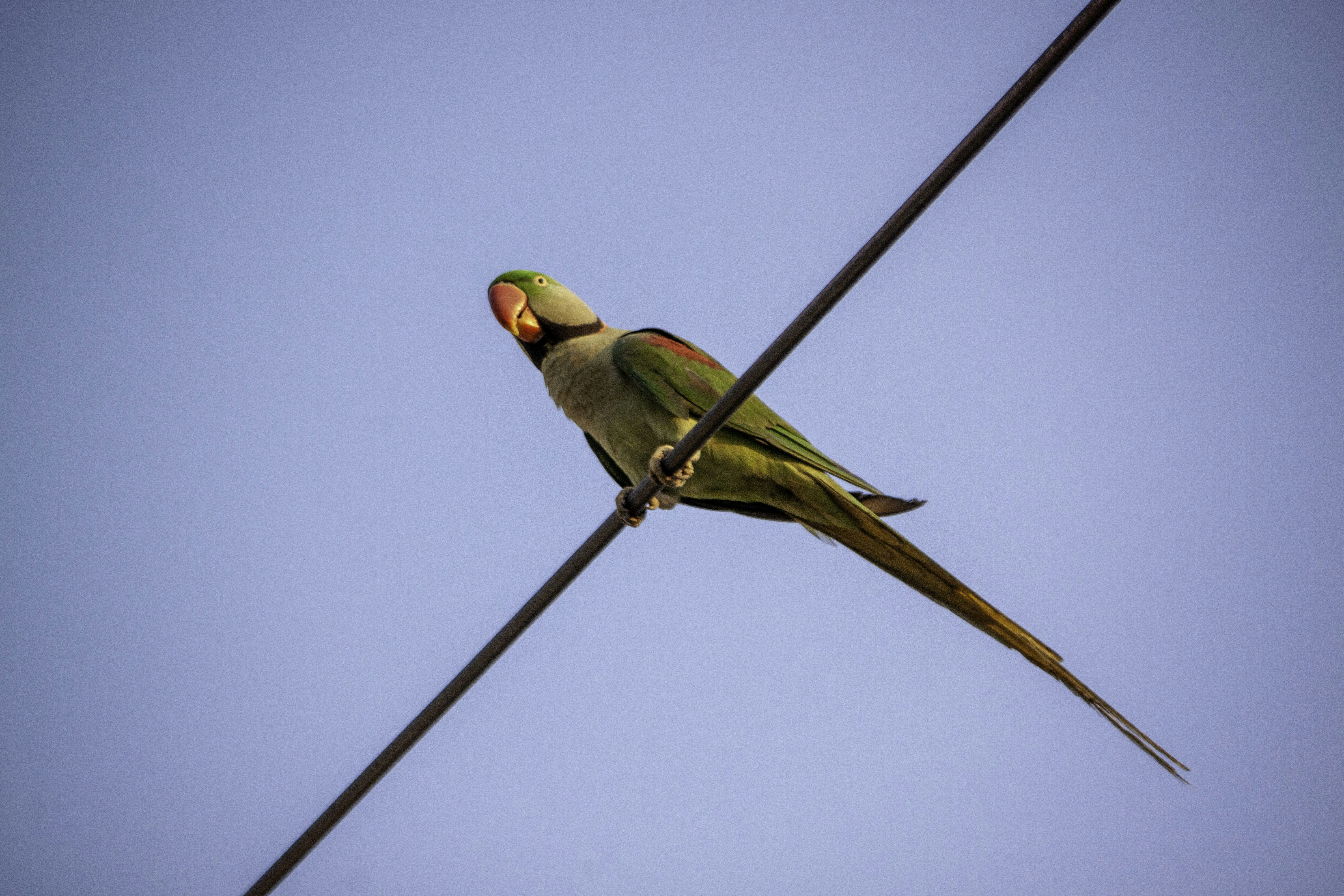 A green parrot perched on a wire