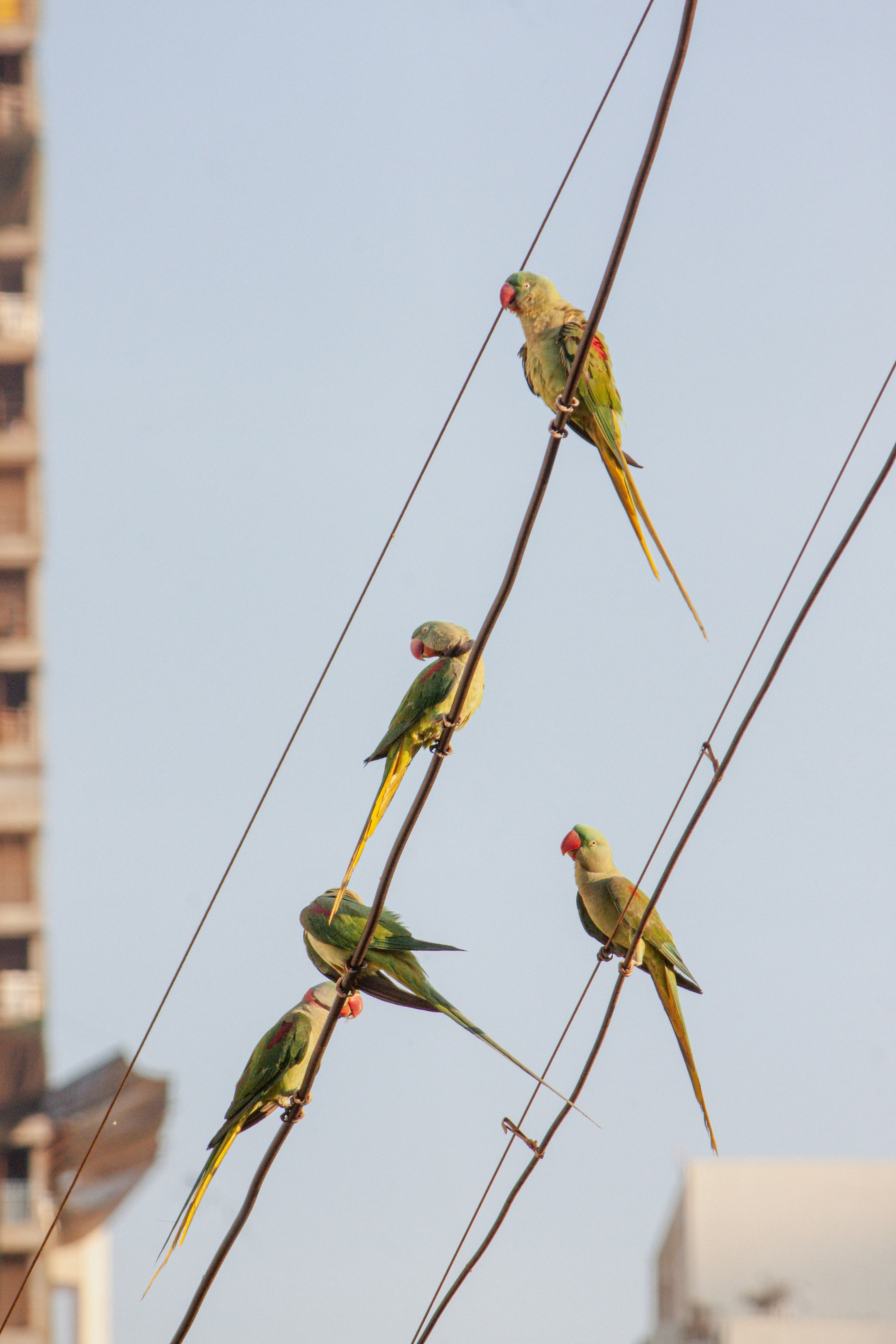 Several parrots perched on electrical wires