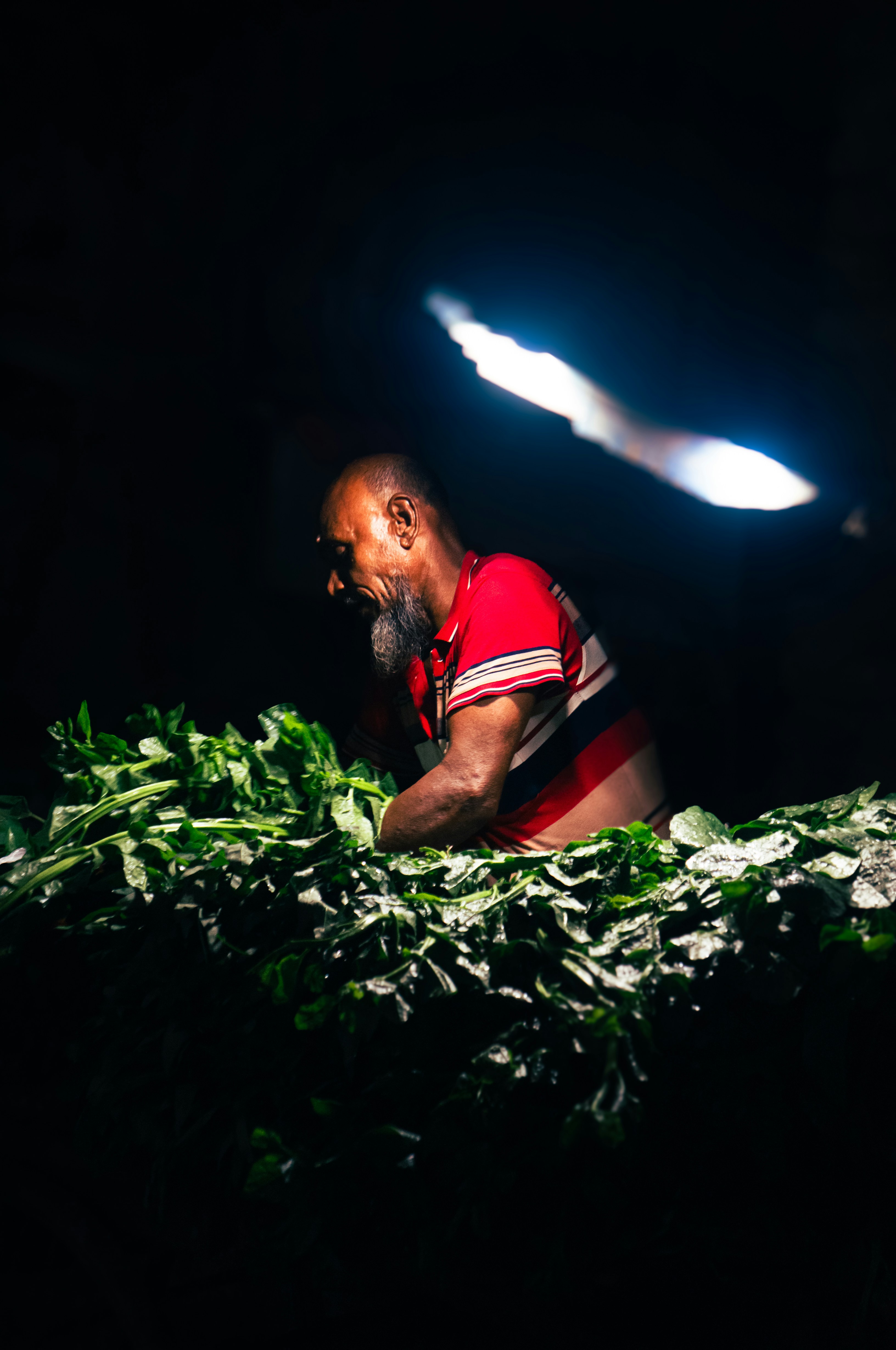 Man sorting green leaves in dim light.