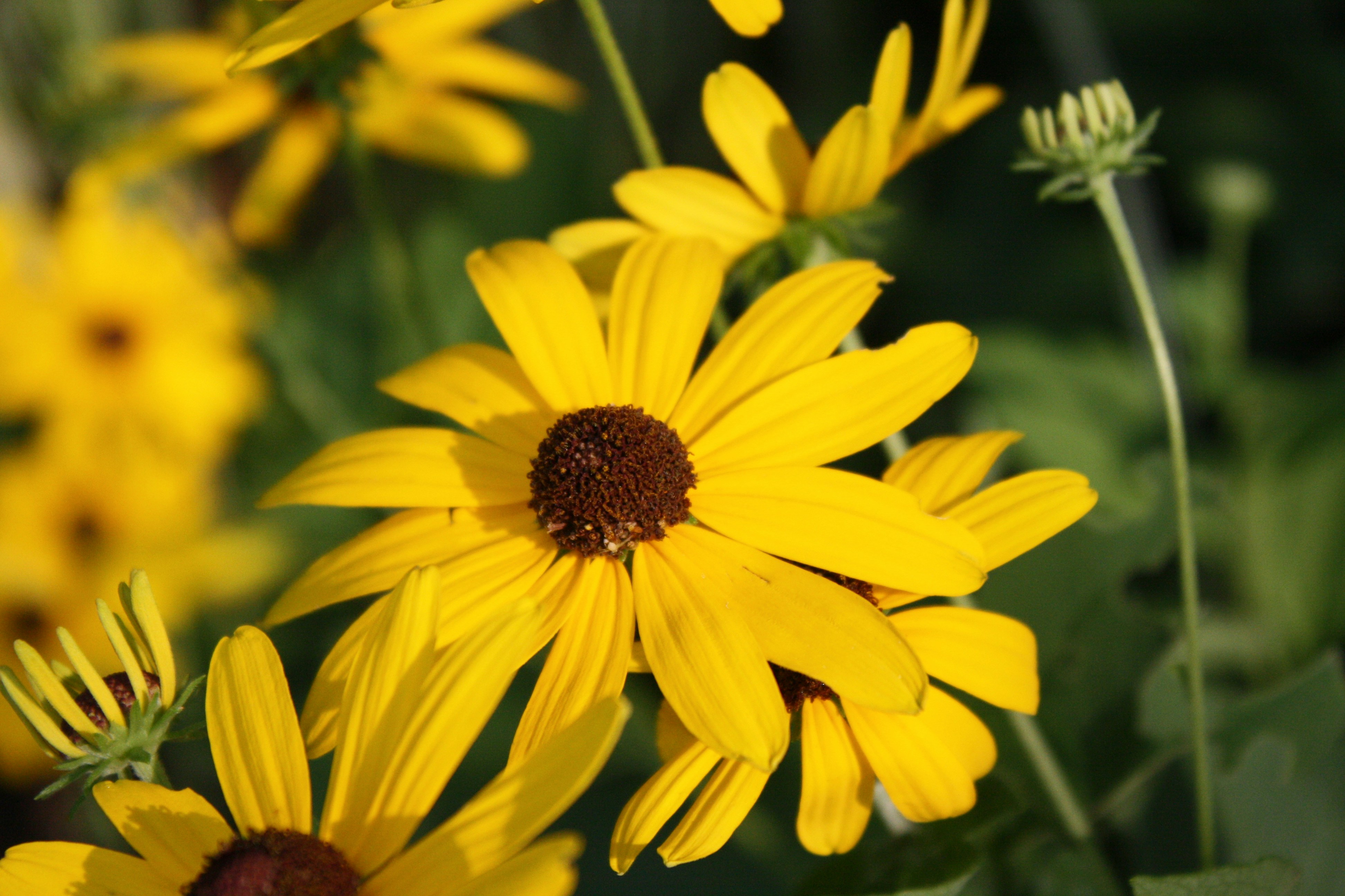 Yellow black-eyed susan flowers blooming in a garden.