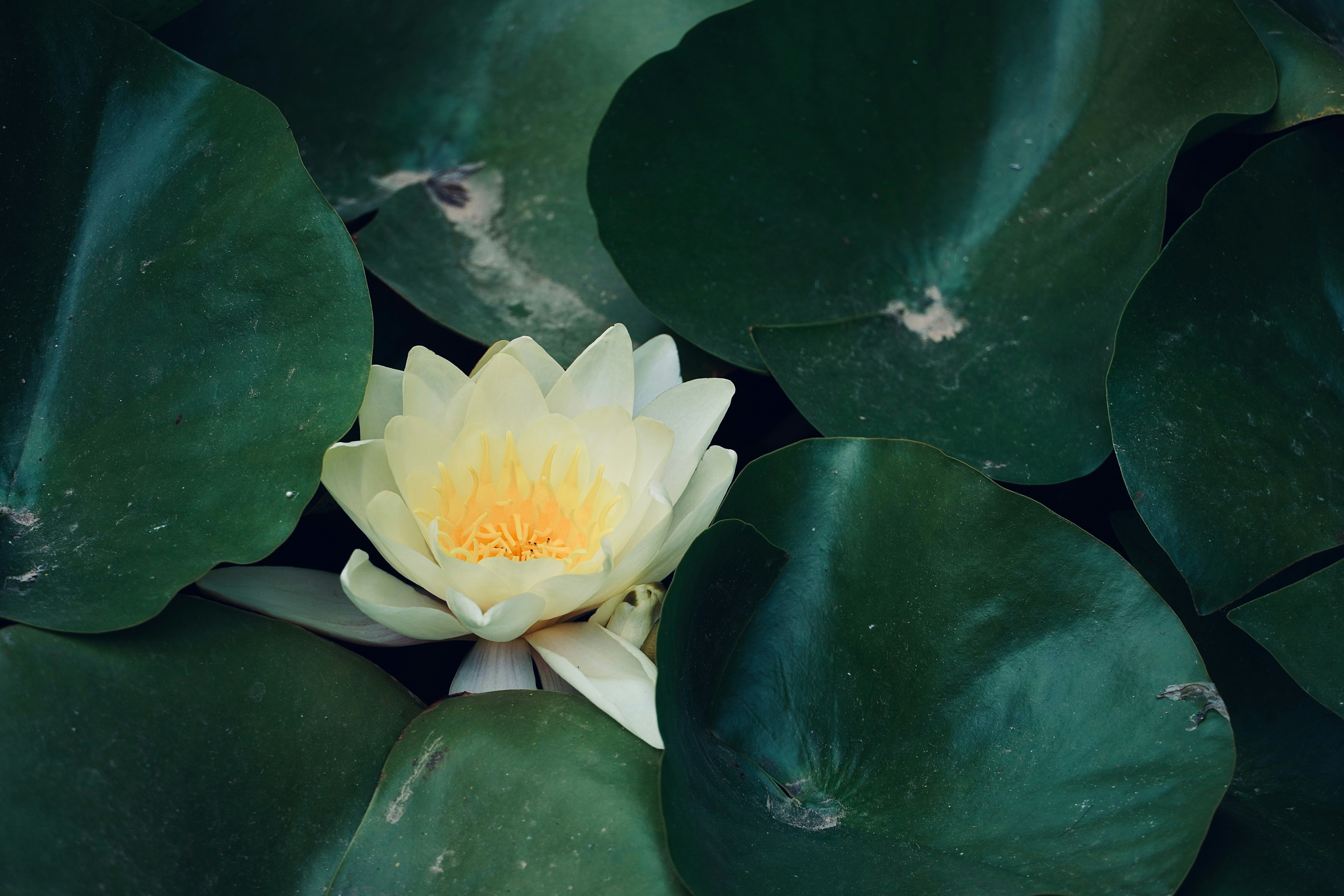 Harmony Amidst the Green