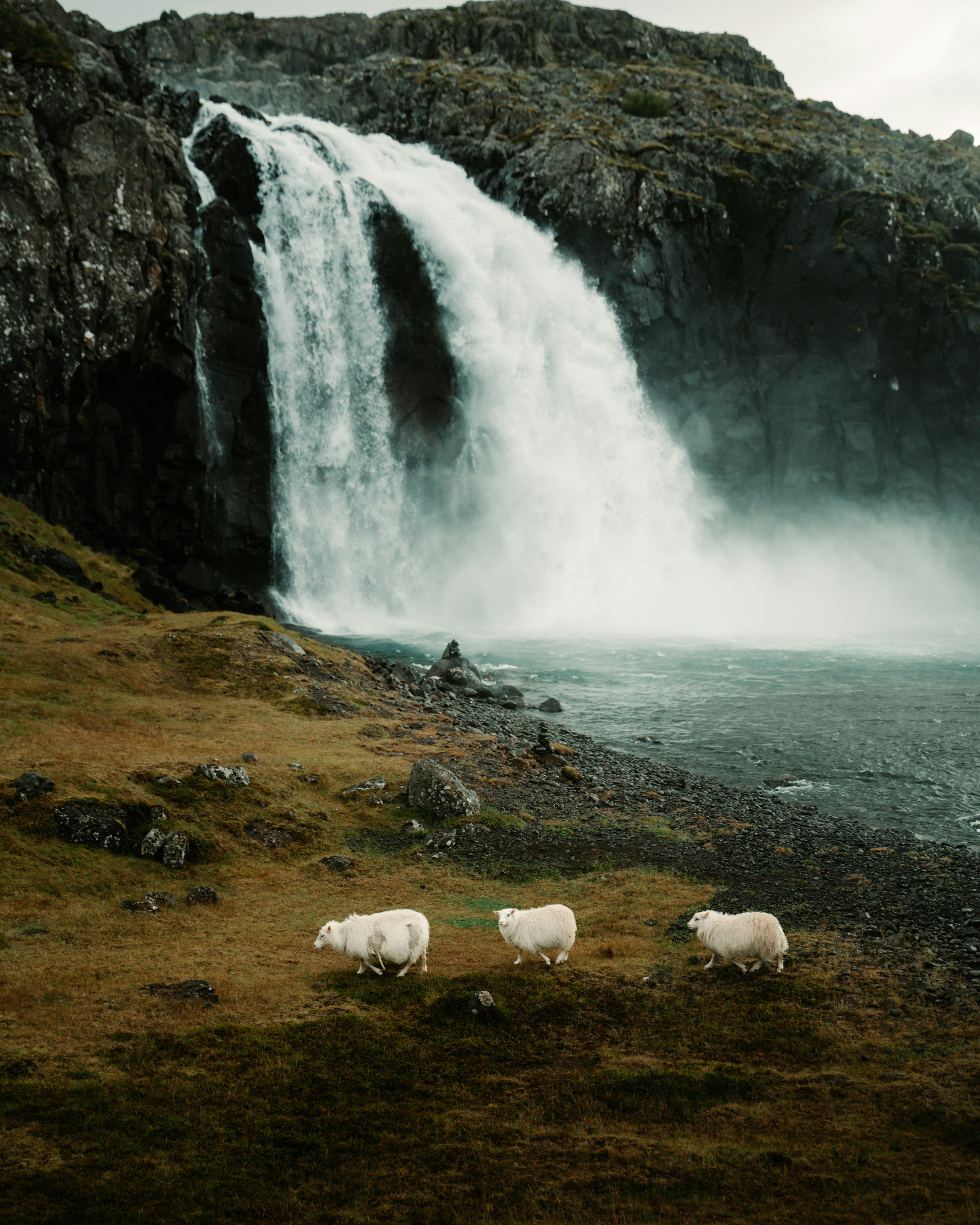 Harmony of Nature: Sheep by the Cascading Falls