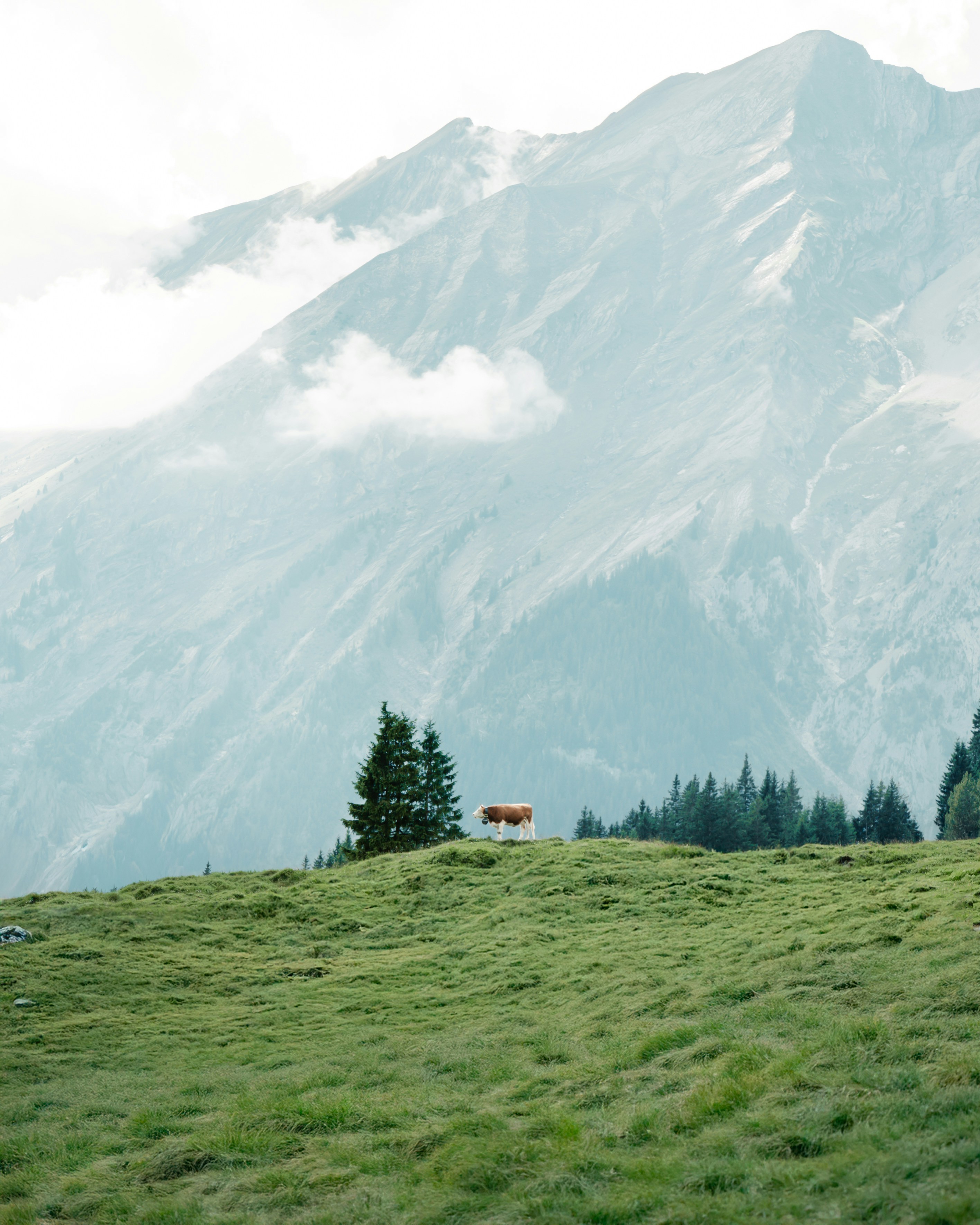 A cow stands in a grassy field with mountains behind.