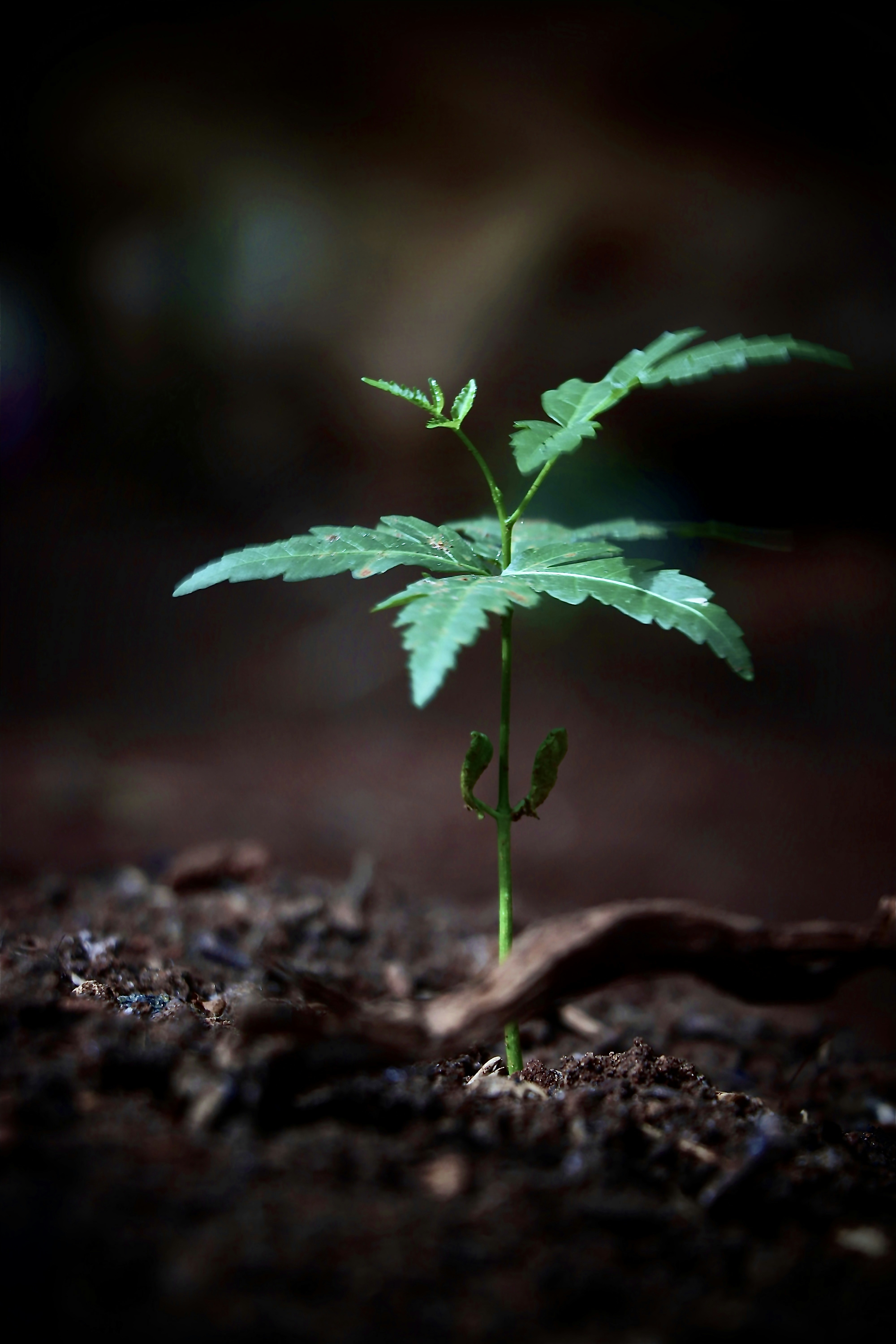 A small green plant grows from dark soil