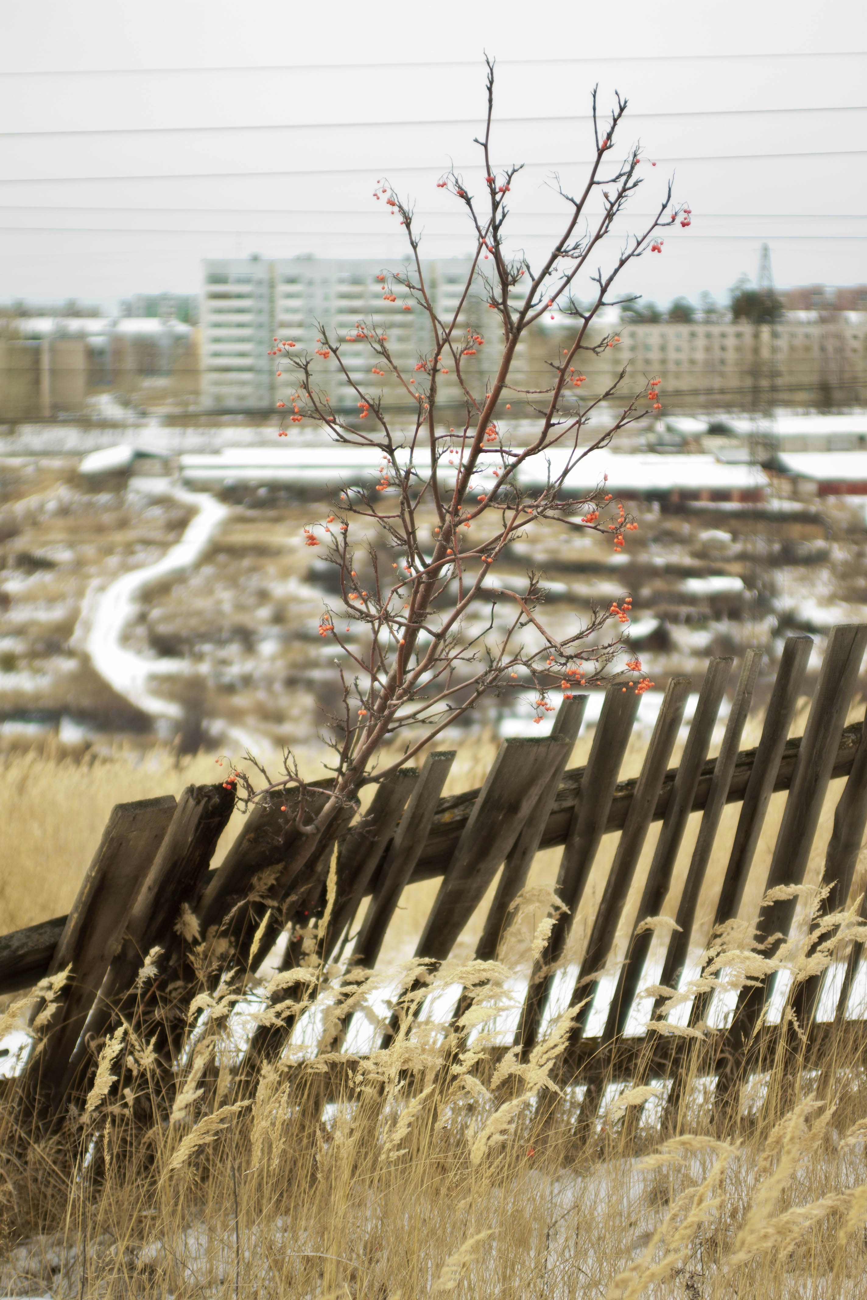 Resilience Amidst Urban Decay
