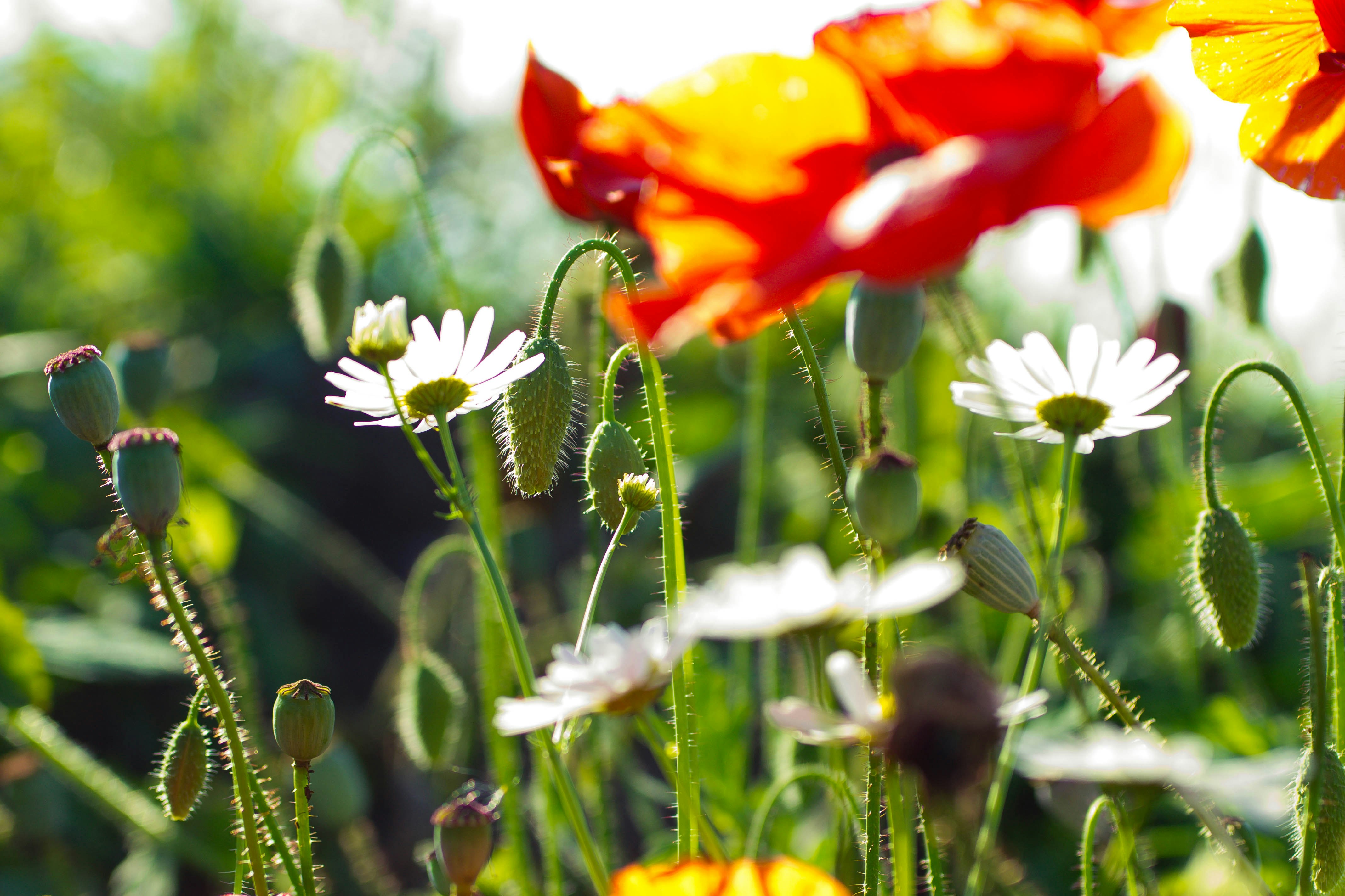 Red poppies and white daisies in a garden.