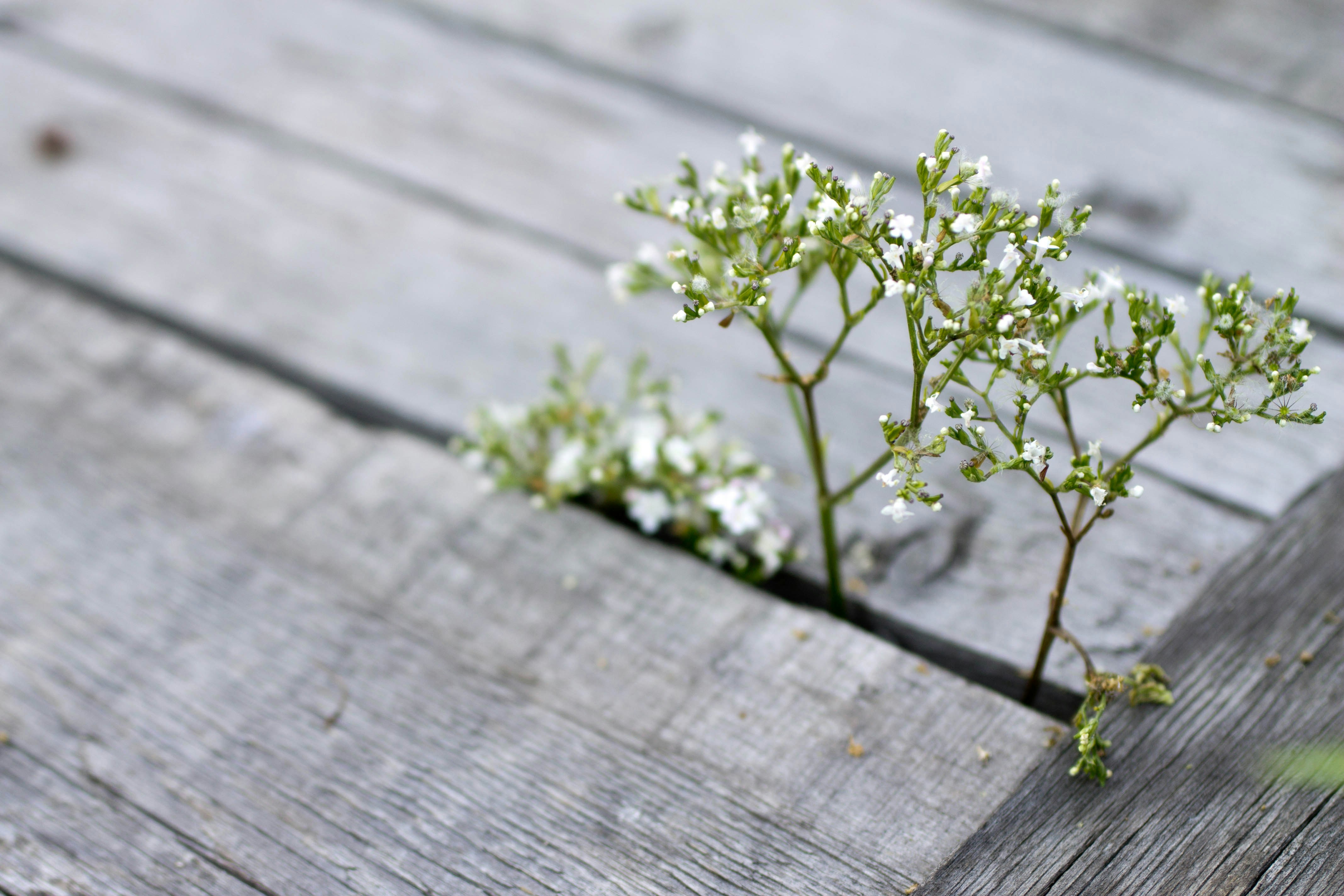 Small white flowers growing through wooden planks