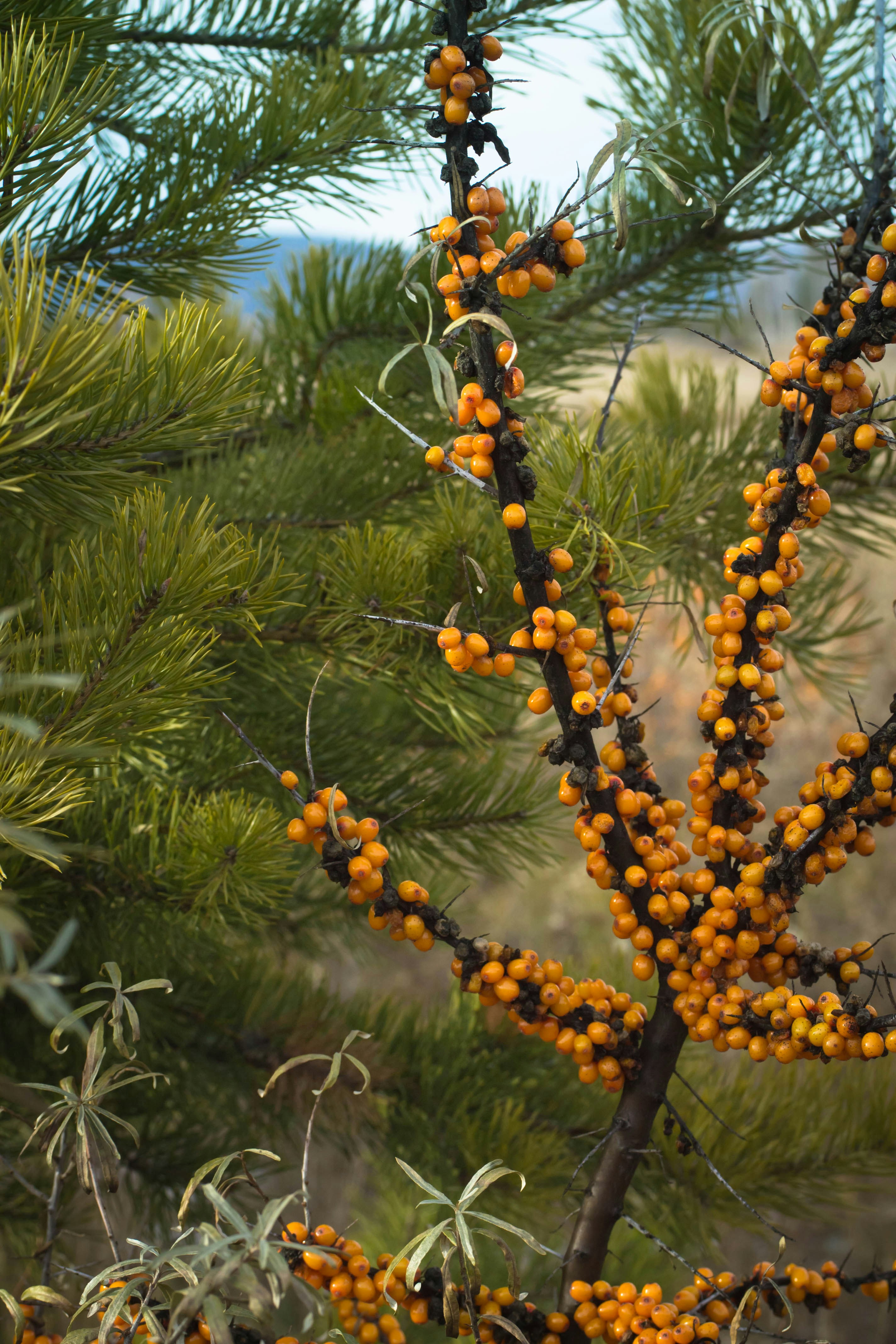 Nature's Orange Jewel: A Study in Color and Texture