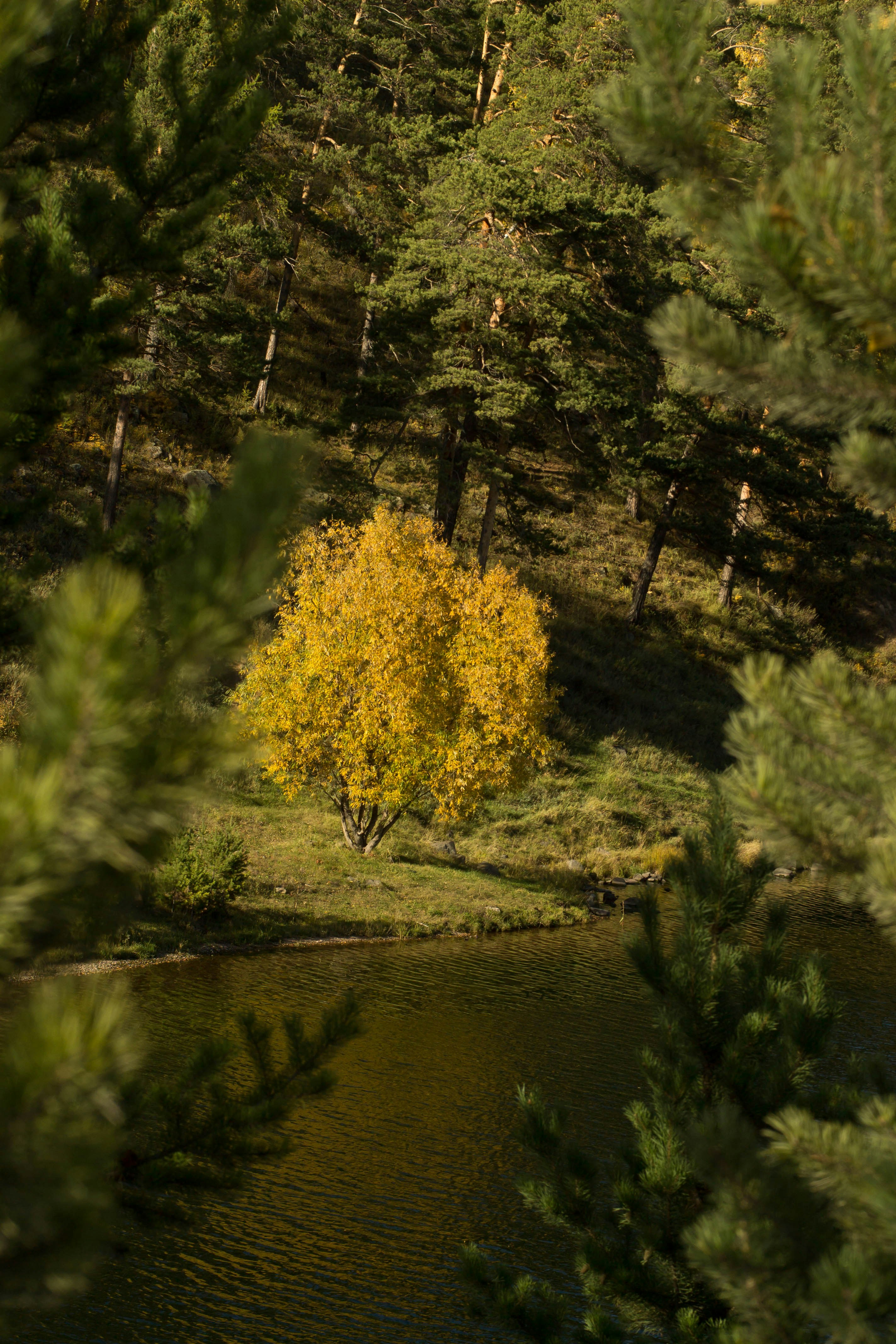Golden Solitude: A Tree's Embrace by the Water