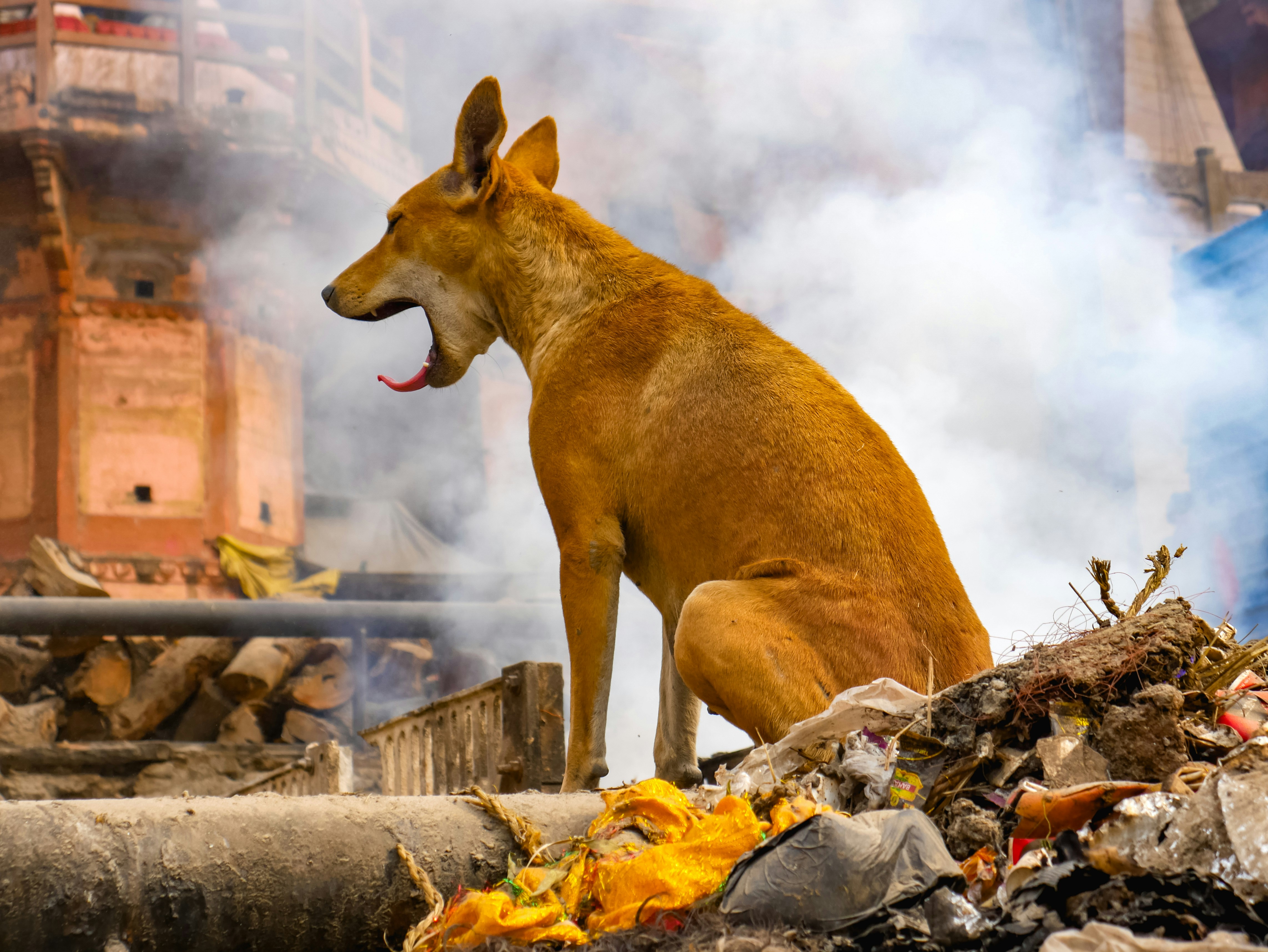 Guardian of the Ashes