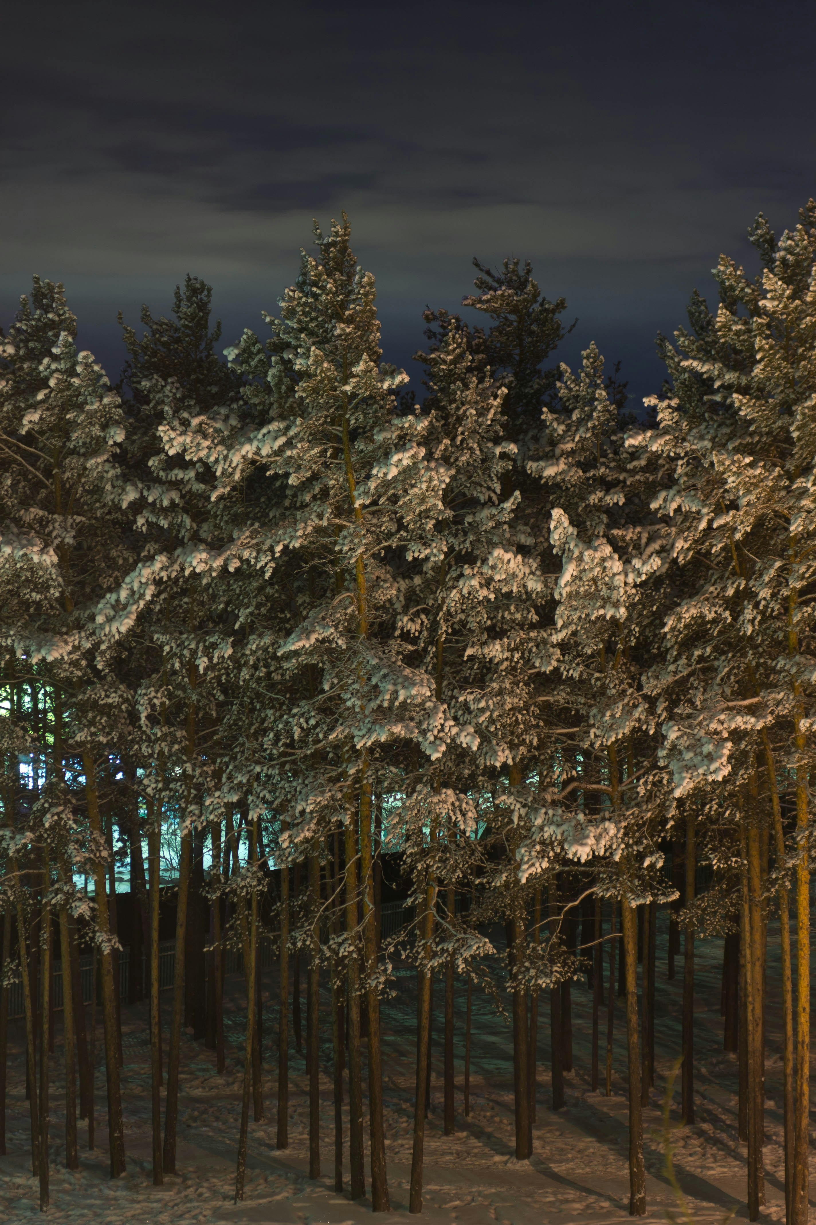 Whispers of Winter: The Silent Pine Grove