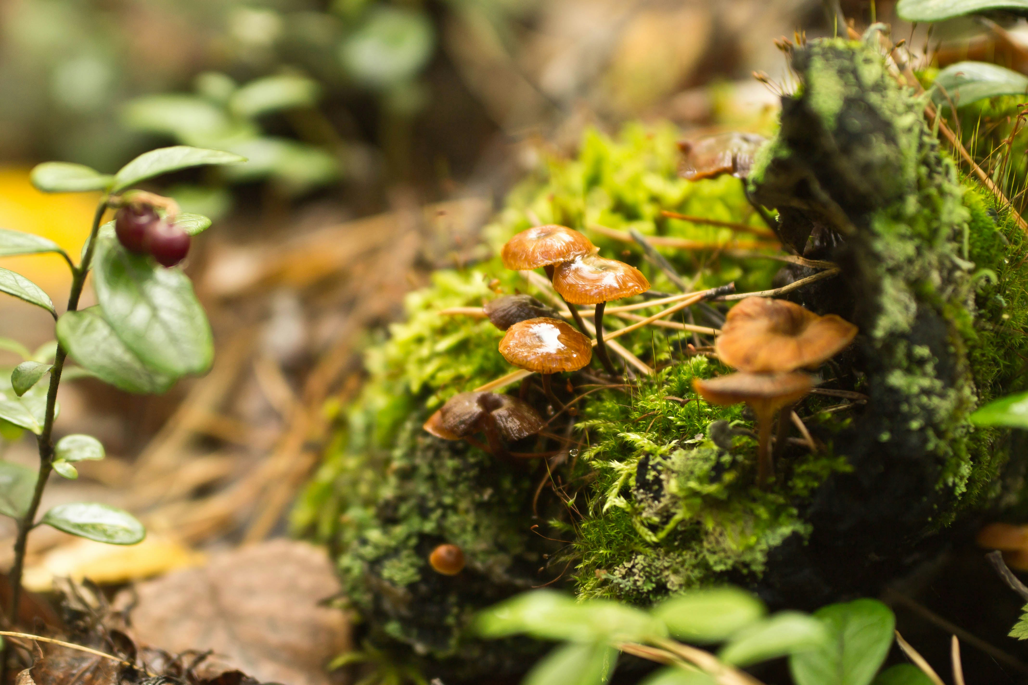 Whispers of the Forest Floor