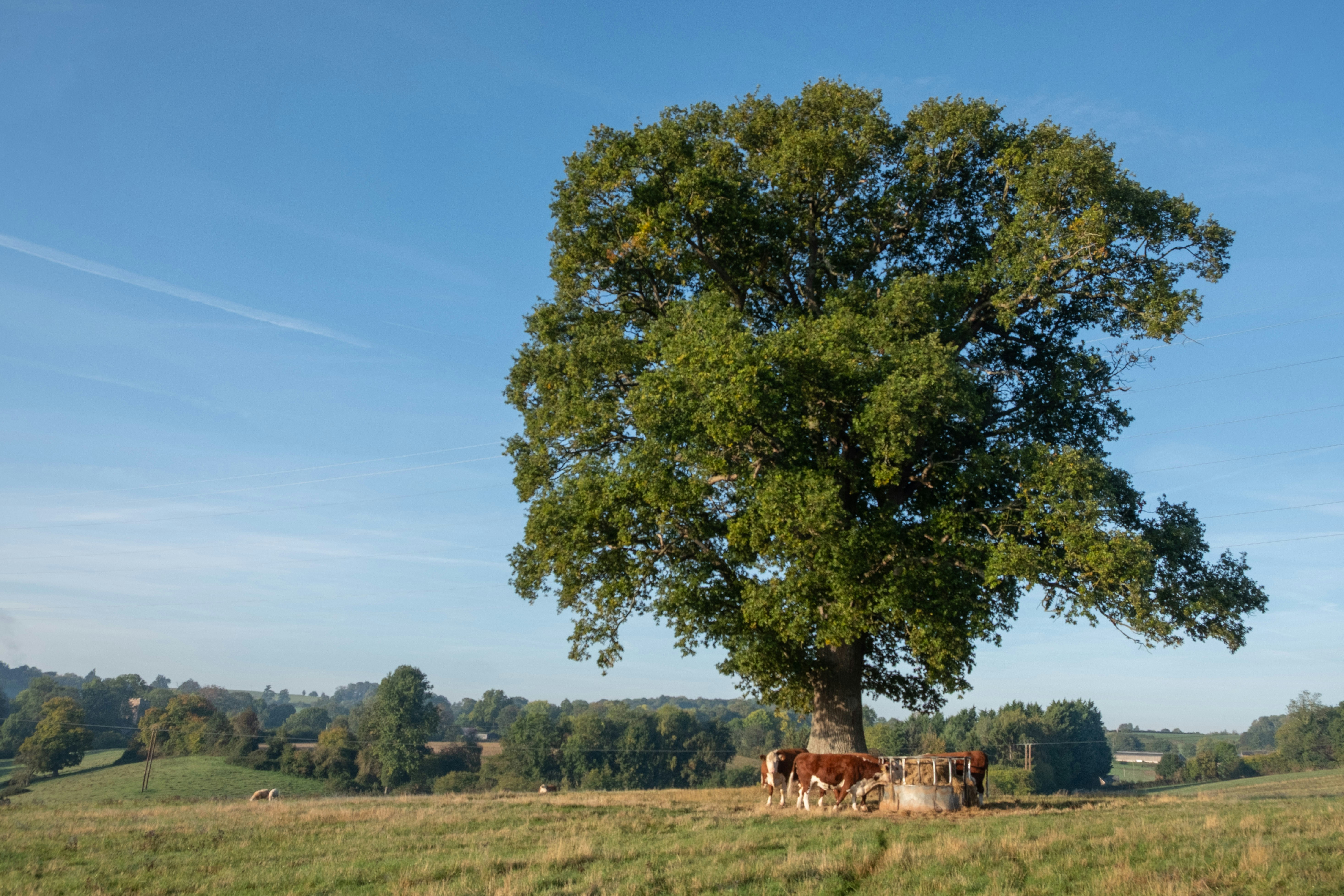 The Sentinel of the Pasture