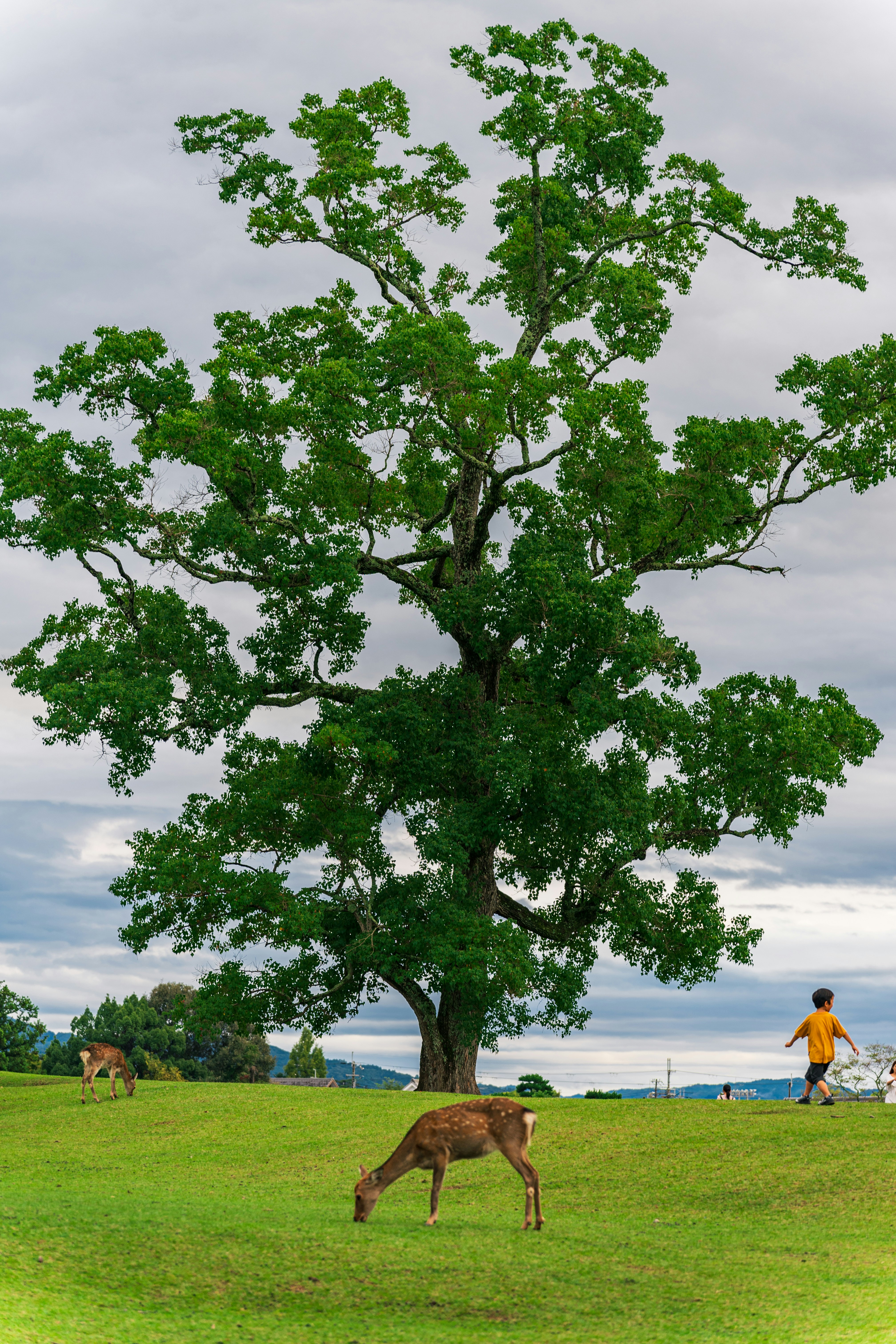 Deer grazing in a grassy field under a large tree. photo – Free ...