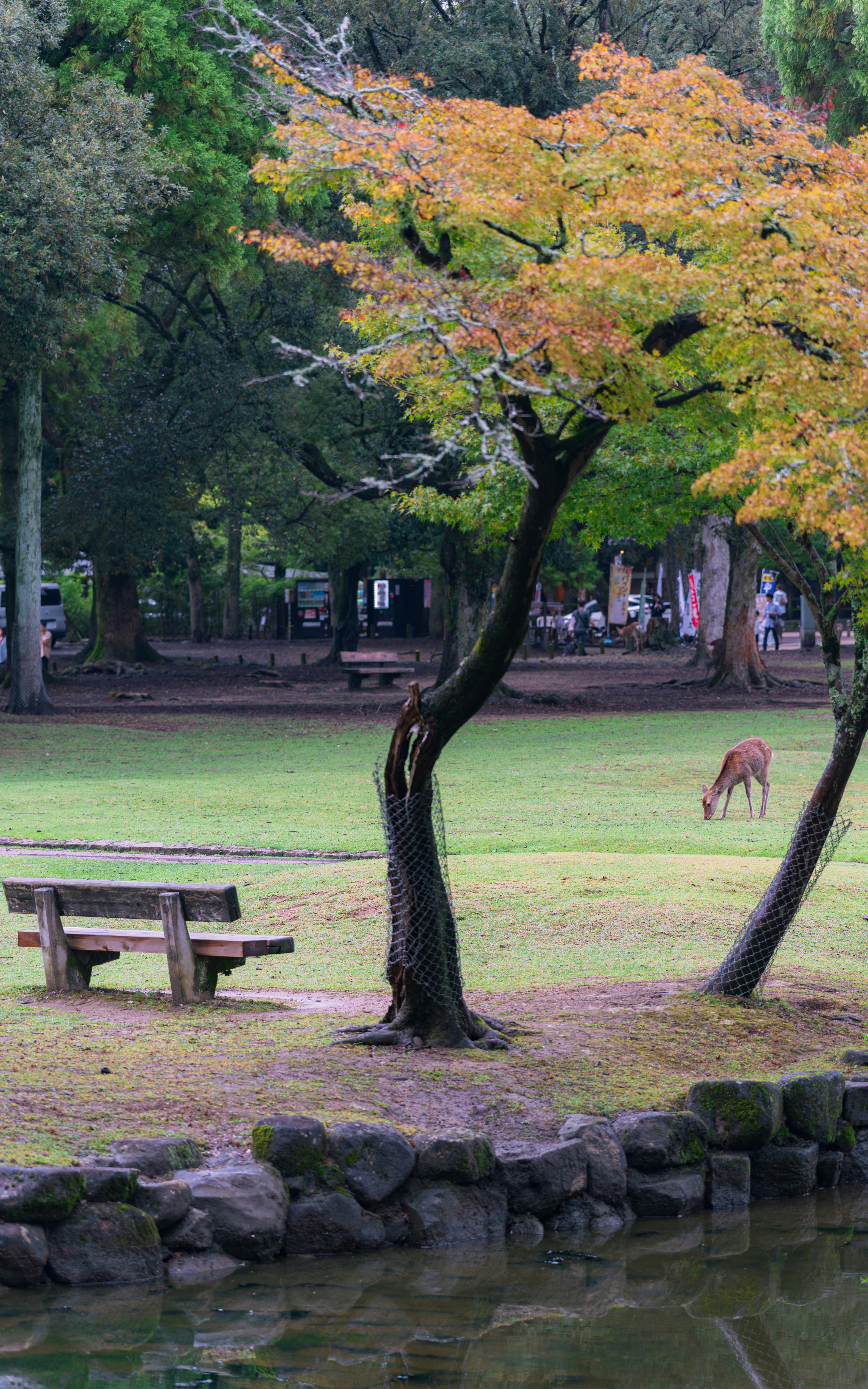 Serene Encounter in Autumn's Embrace