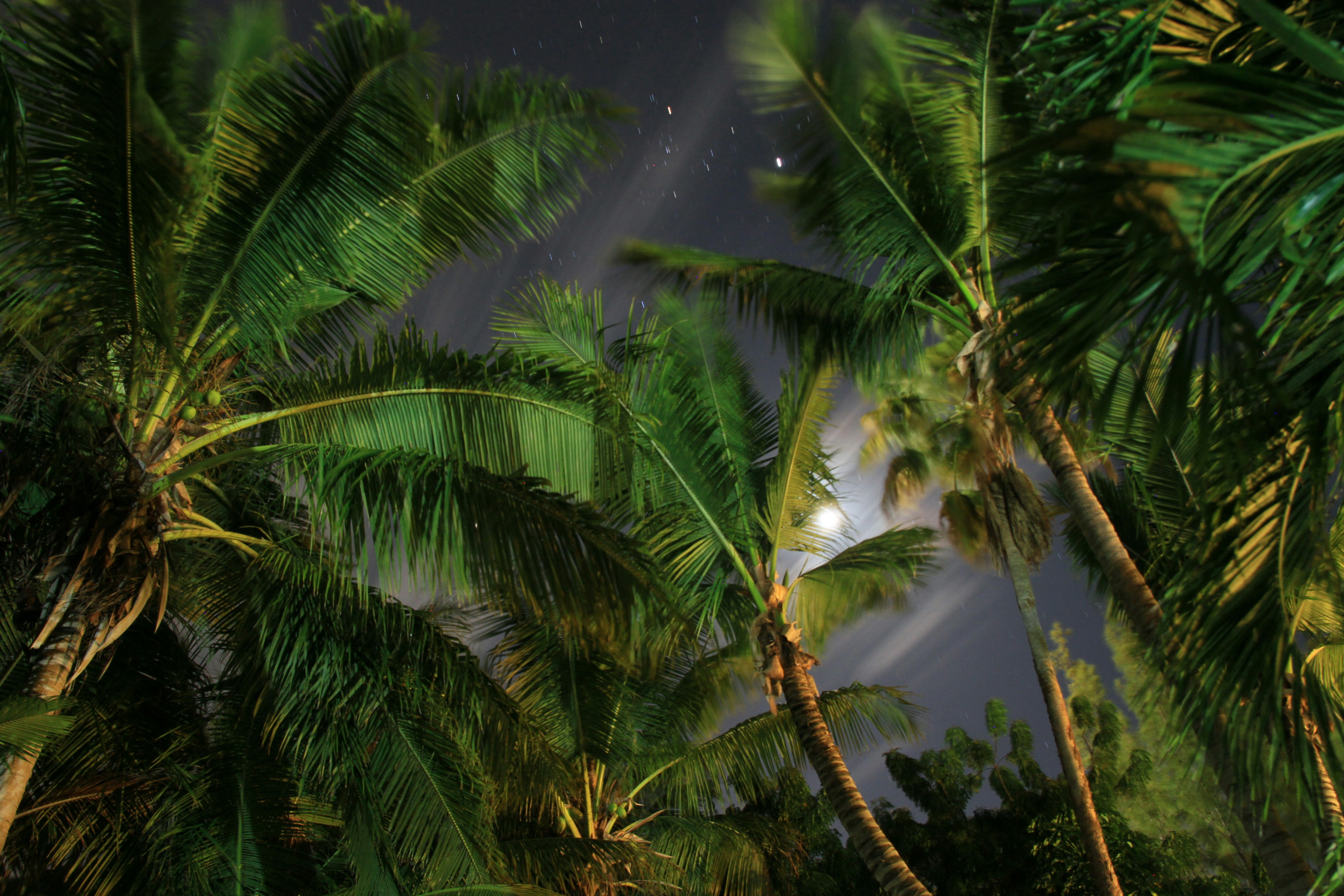 Palm trees silhouetted against a starry night sky.