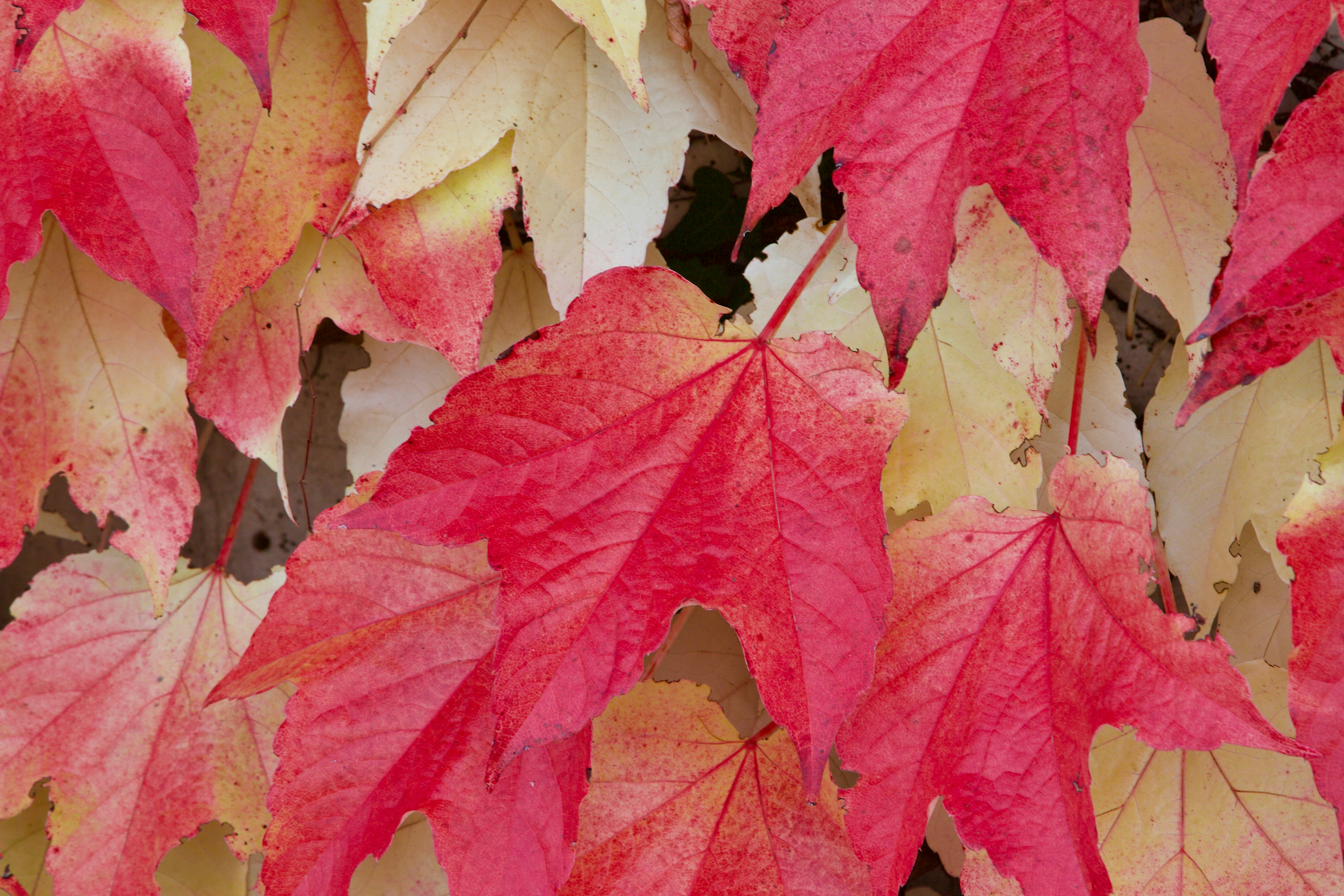 fall,fall aesthetic,fall leaves,fall wallpaper,autumn | Red and yellow autumn leaves clinging to a wall