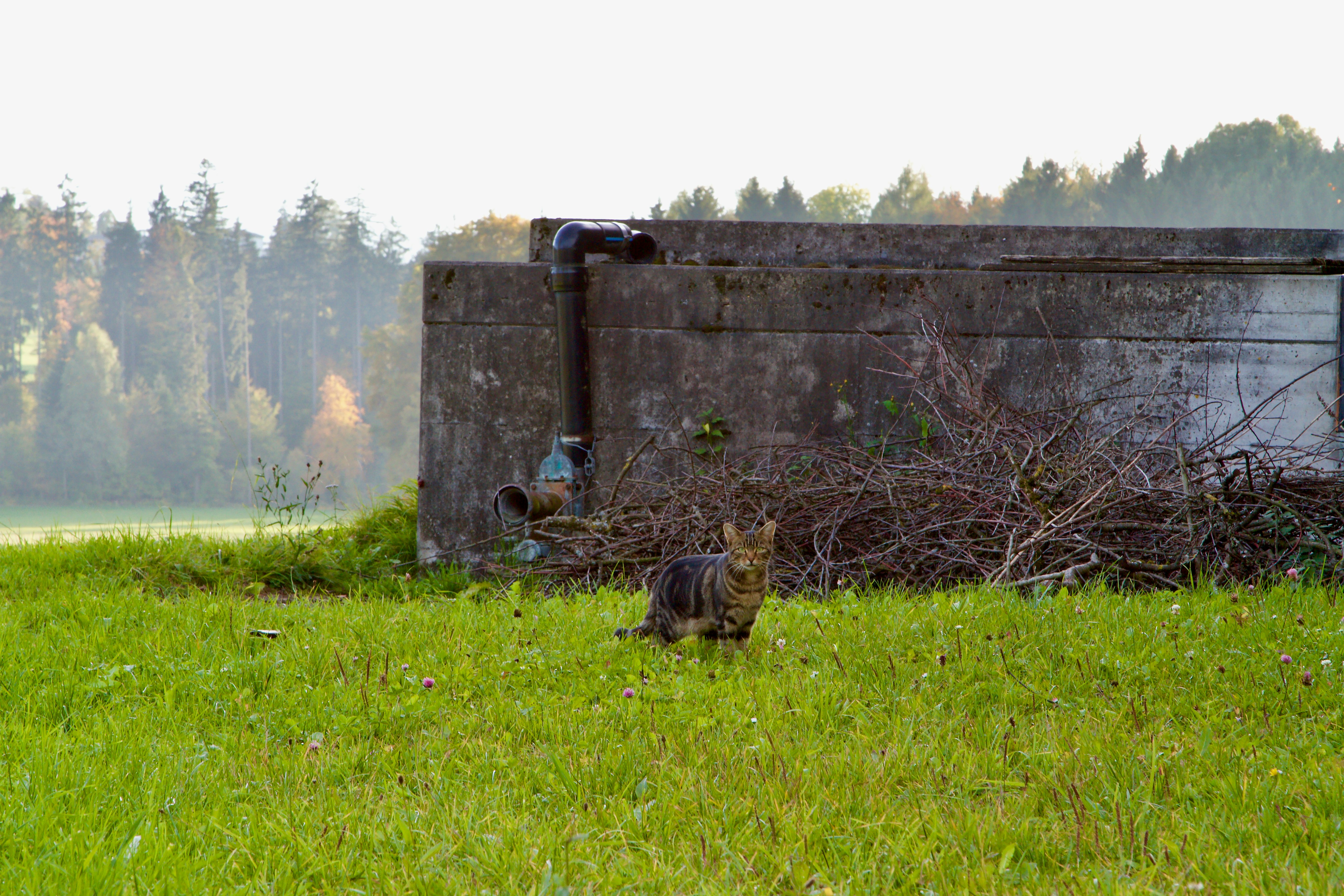 Whiskered Wanderer in Nature's Embrace