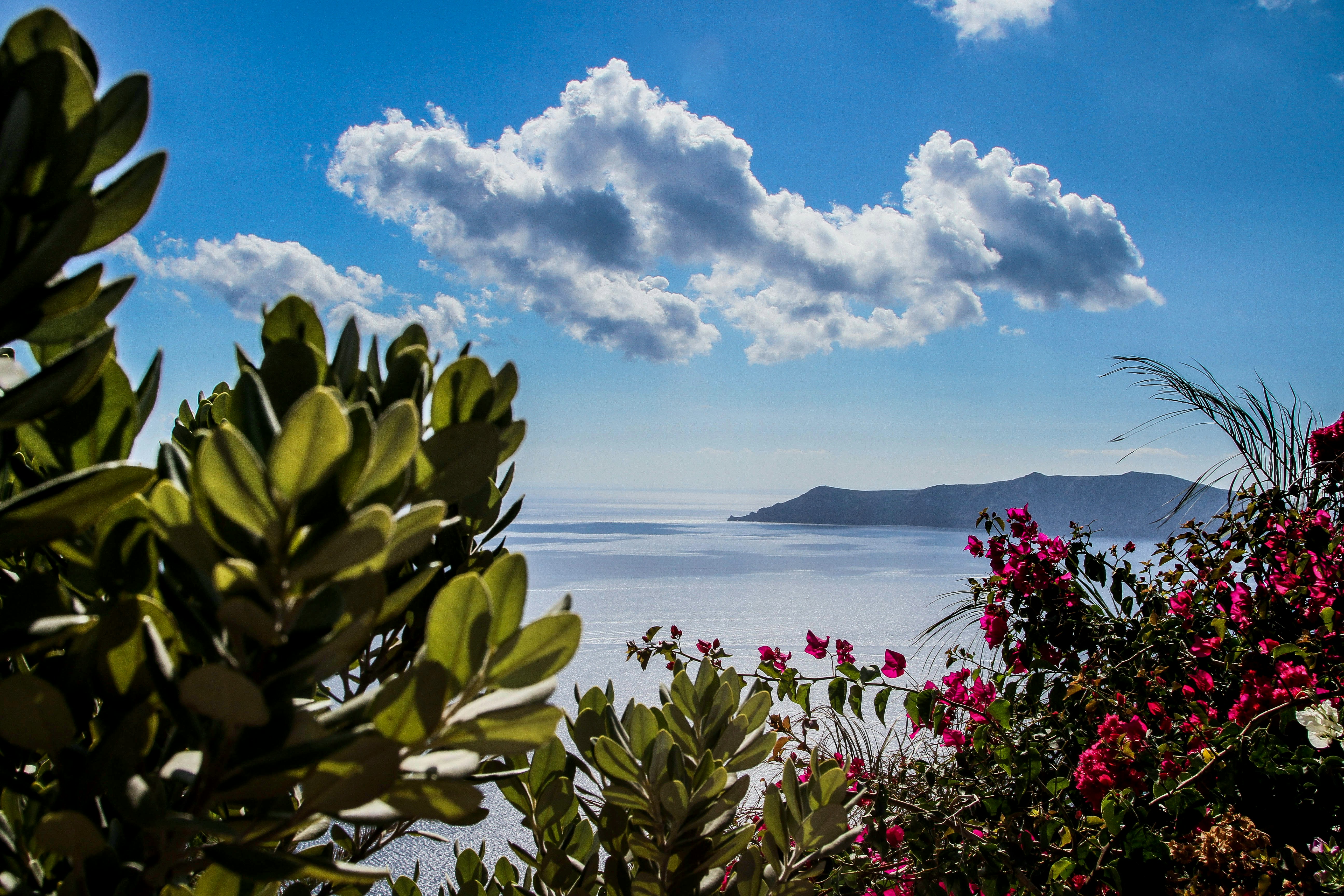 Lush greenery and vibrant flowers frame a tranquil seascape under a bright sky, revealing the distant island against a backdrop of soft clouds.