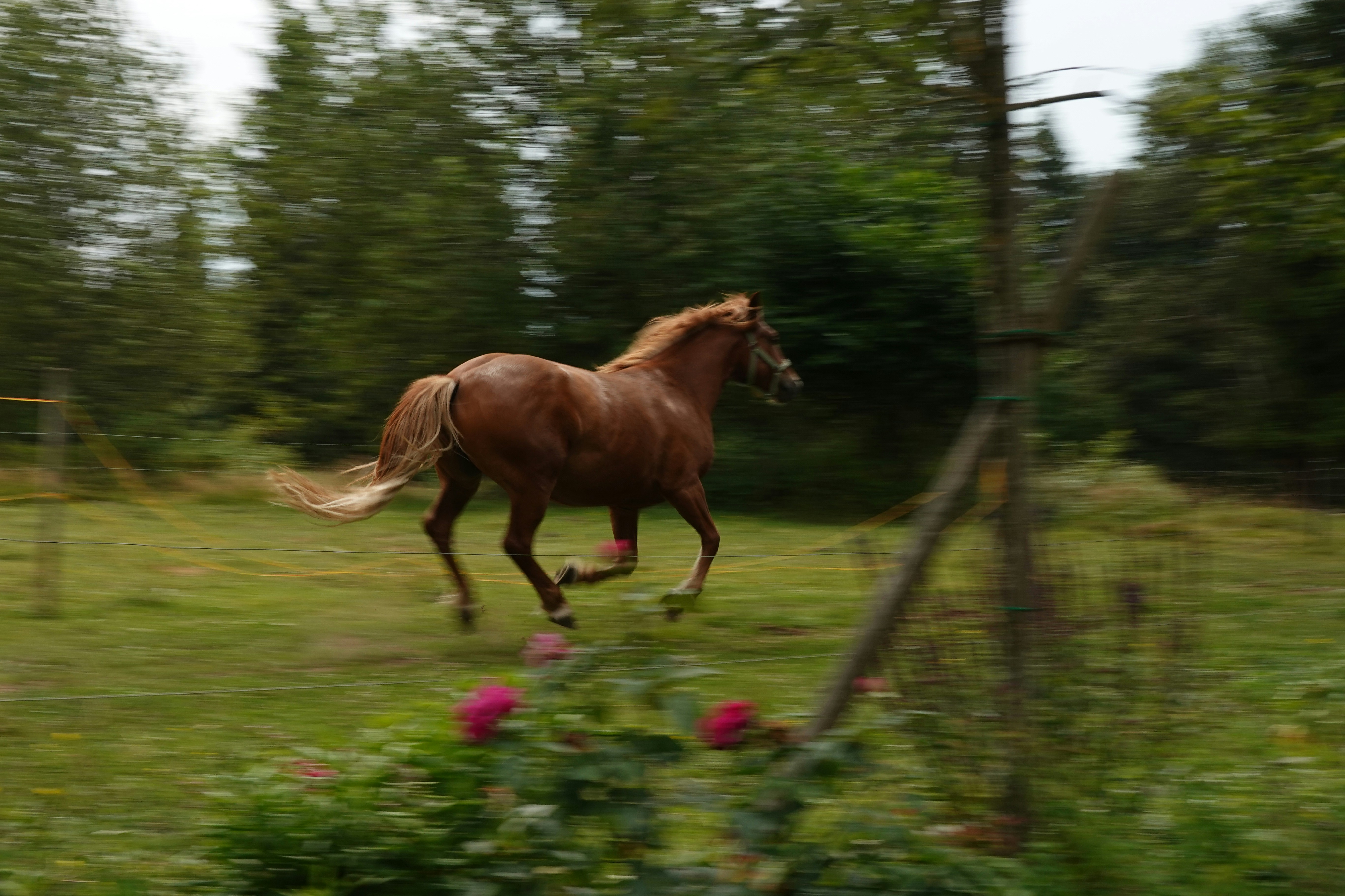 Galloping Grace: A Moment in Motion
