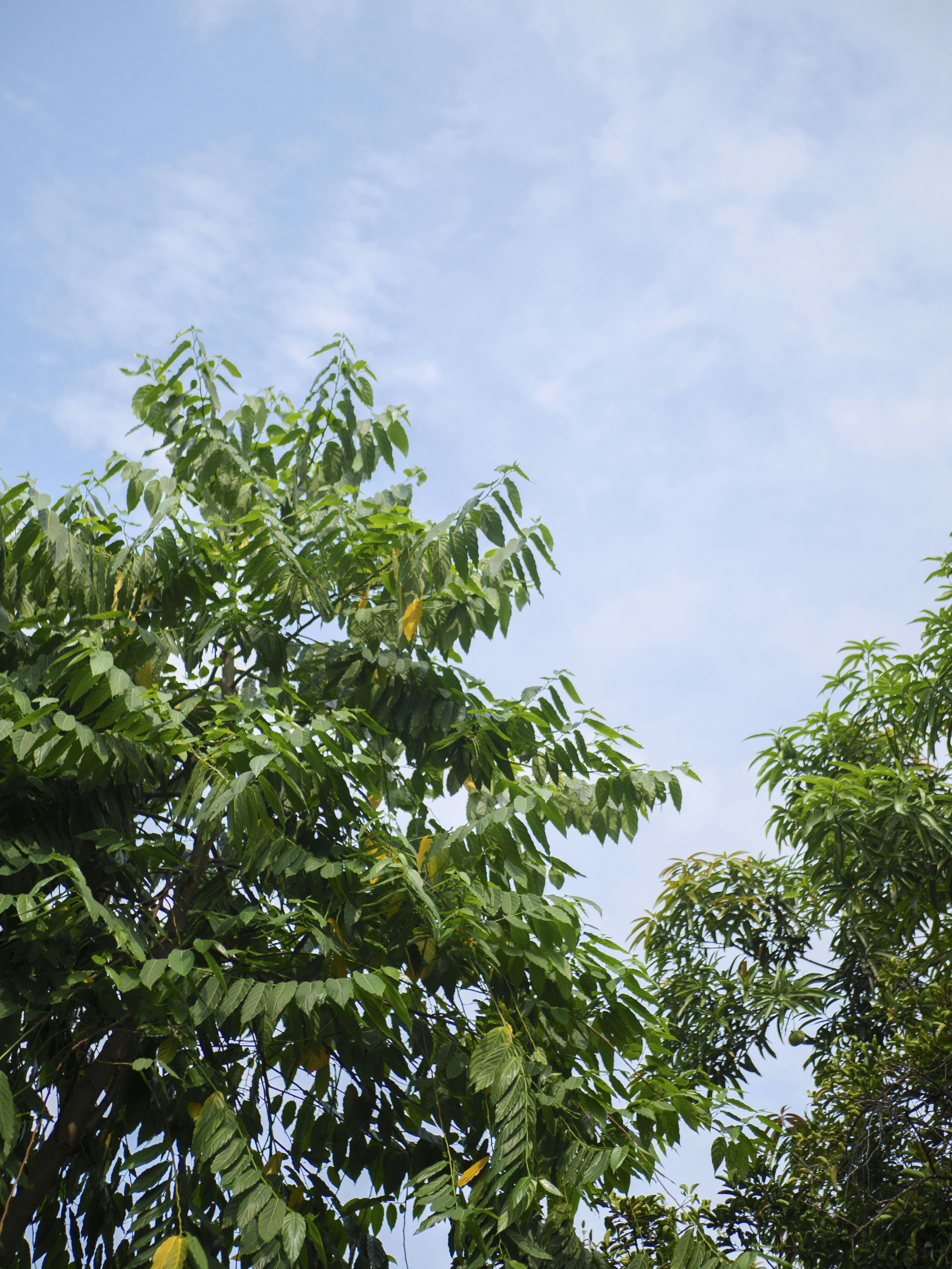 Green leafy trees against a blue sky
