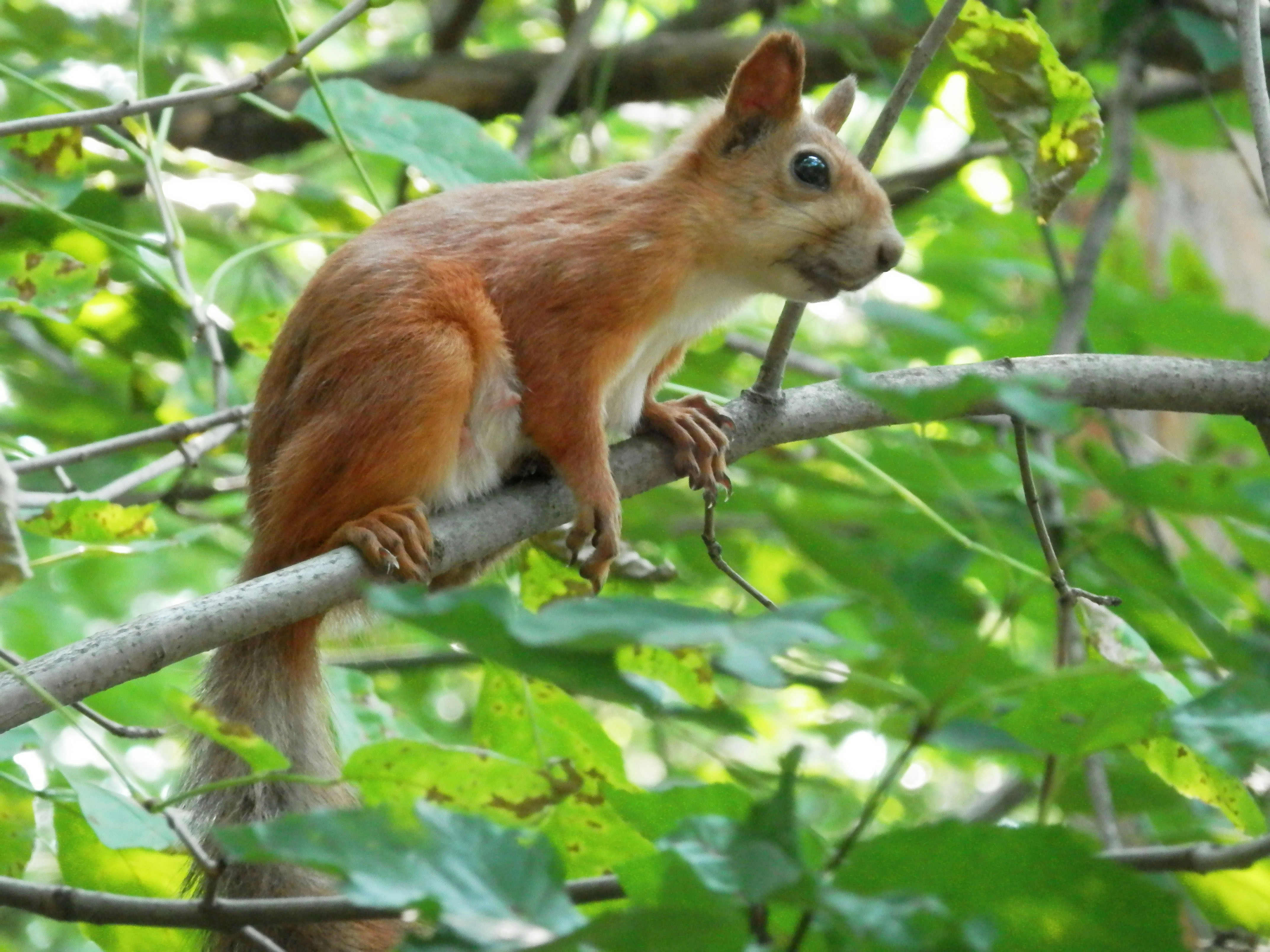 OLYMPUS DIGITAL CAMERA | A red squirrel perched on a tree branch.