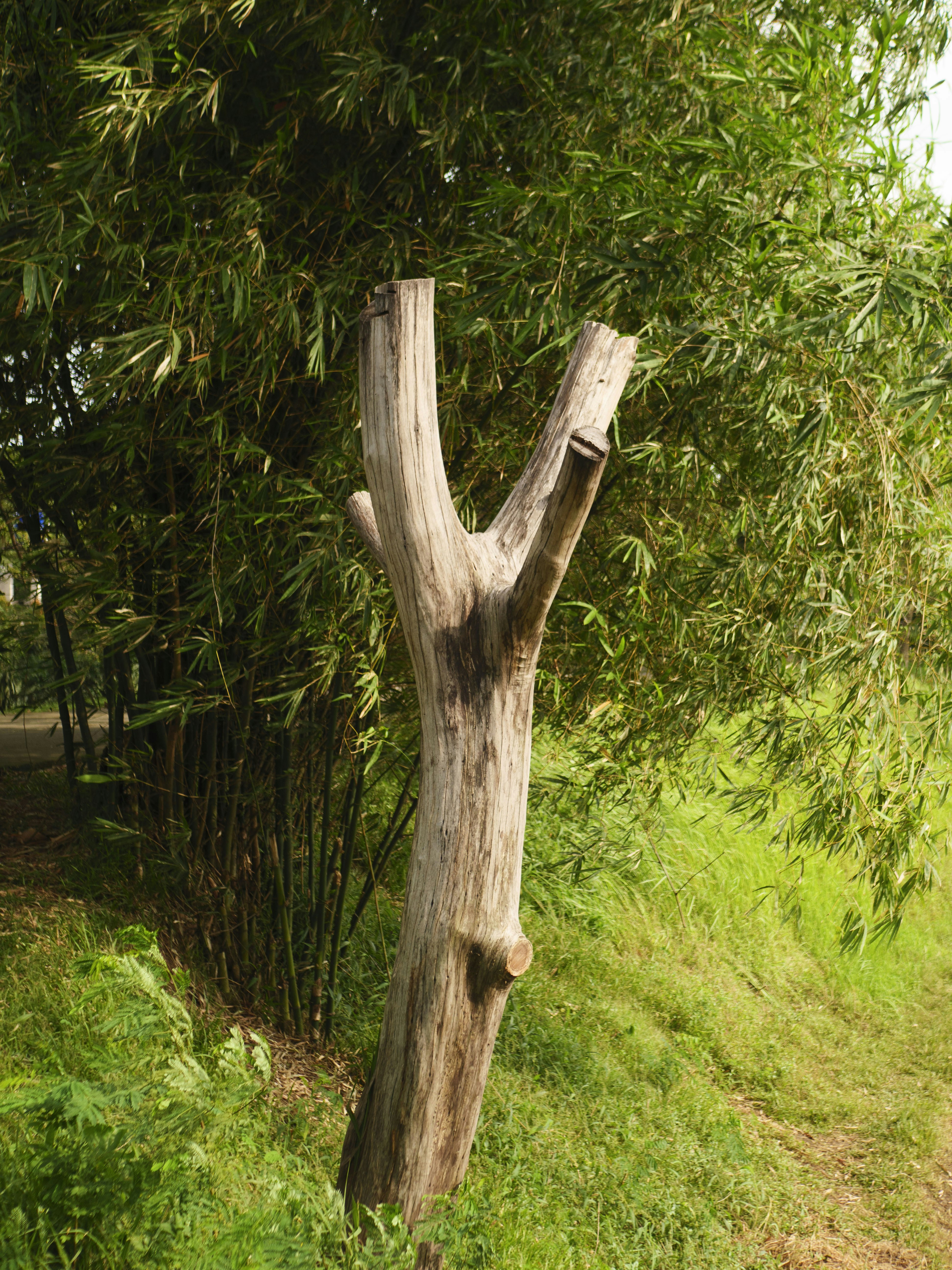 A weathered tree stump stands in a grassy field.