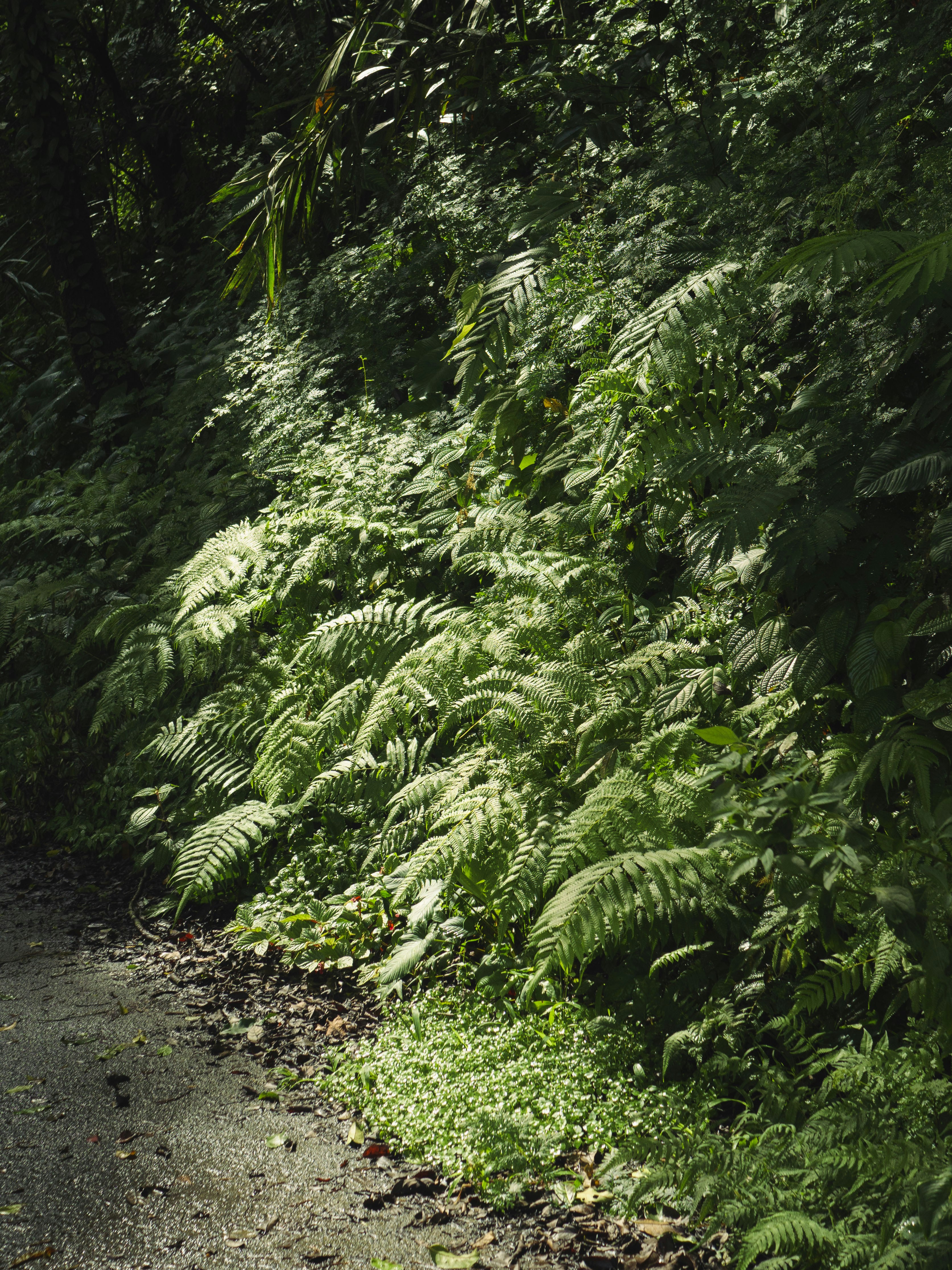 Sunlight filtering through lush green ferns on a path.