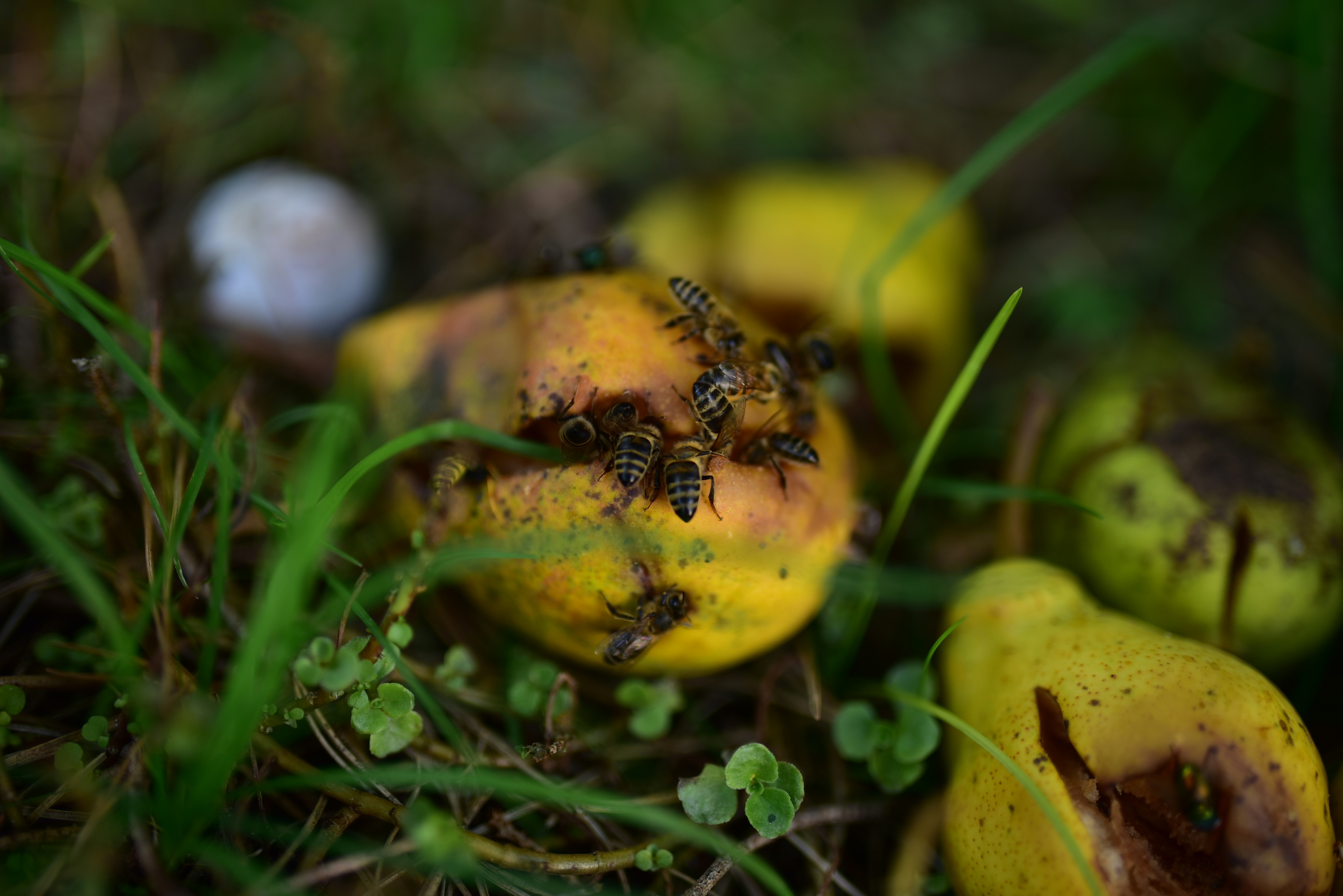 Bees and other insects feed on pears due to the lack of other food sources | Wasps feeding on rotting fruit on the ground.