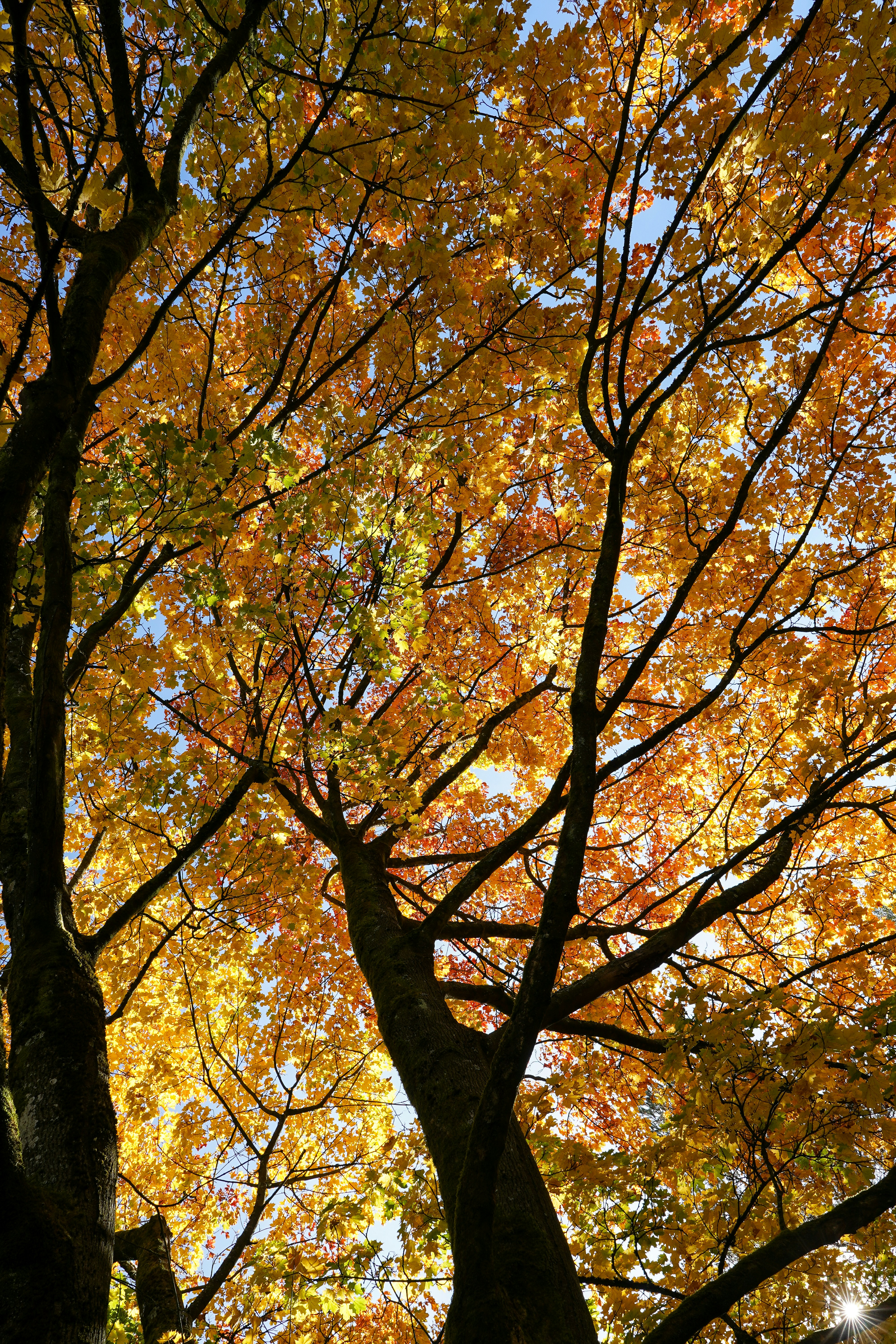 Autumn leaves on tree branches against sky