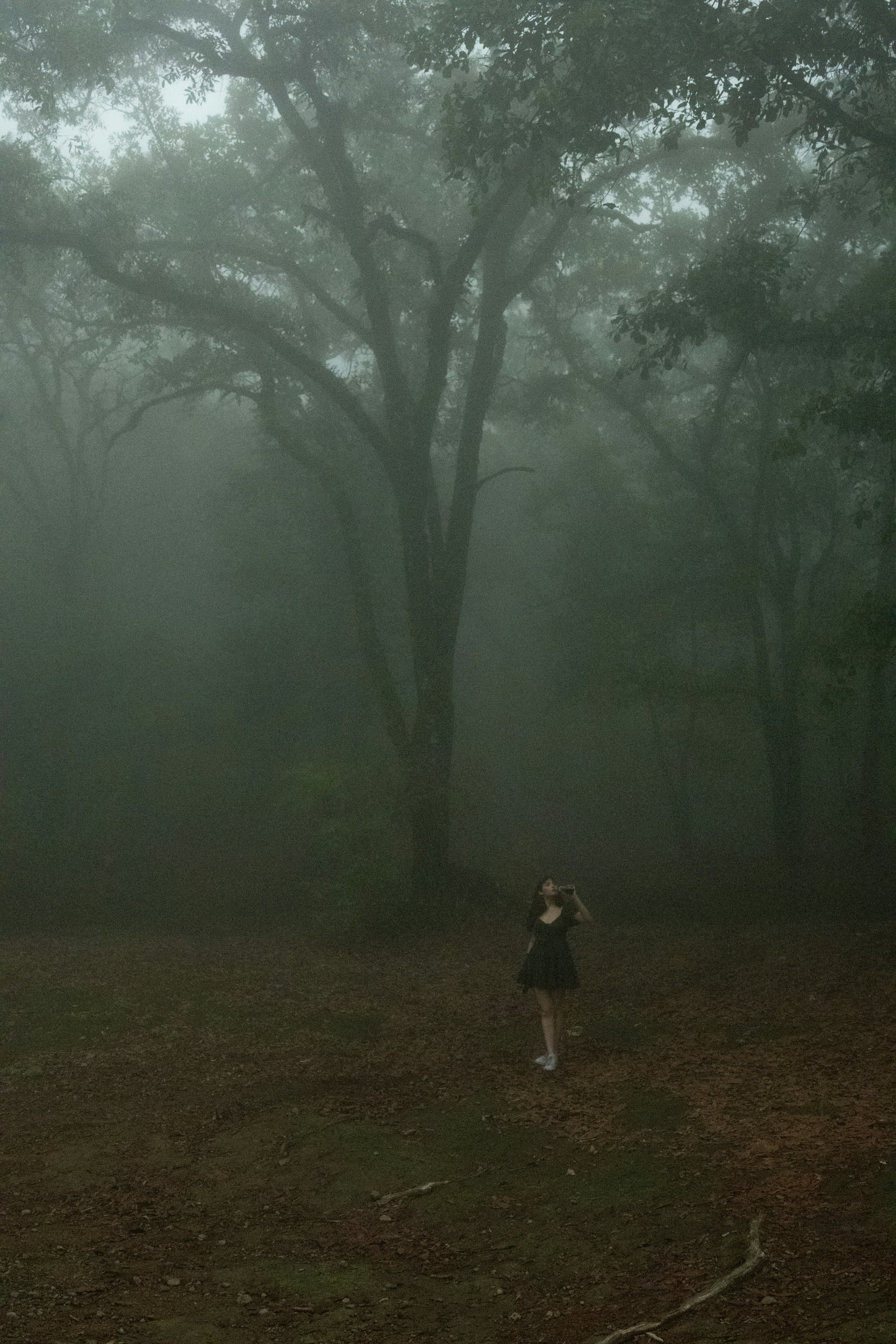 Whispers of the Enchanted Forest